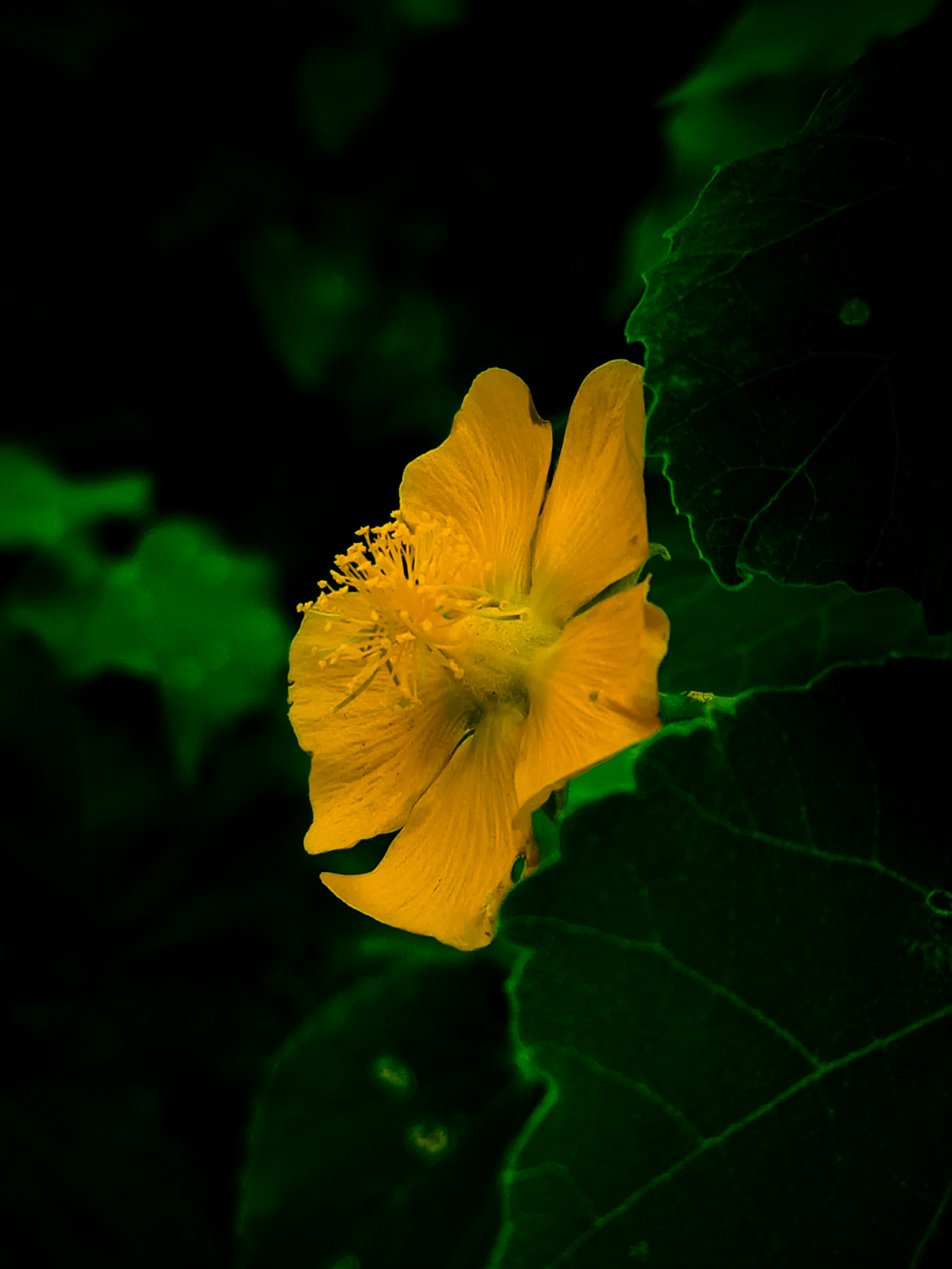 Close-up of a single amber hibiscus bloom with dark green leaves in a dim background.