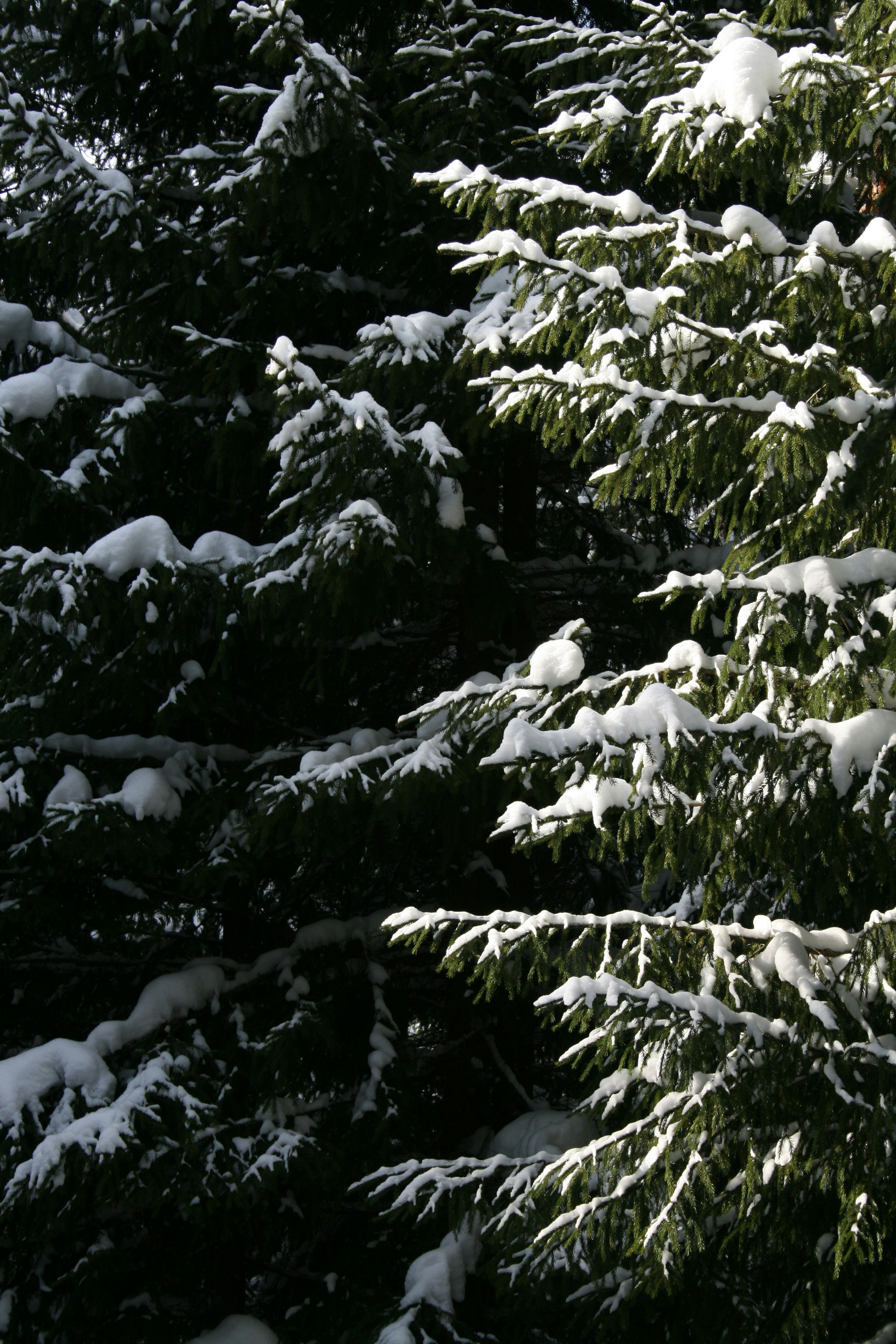 A snow covered pine tree in a forest photo – Free Snow Image on Unsplash