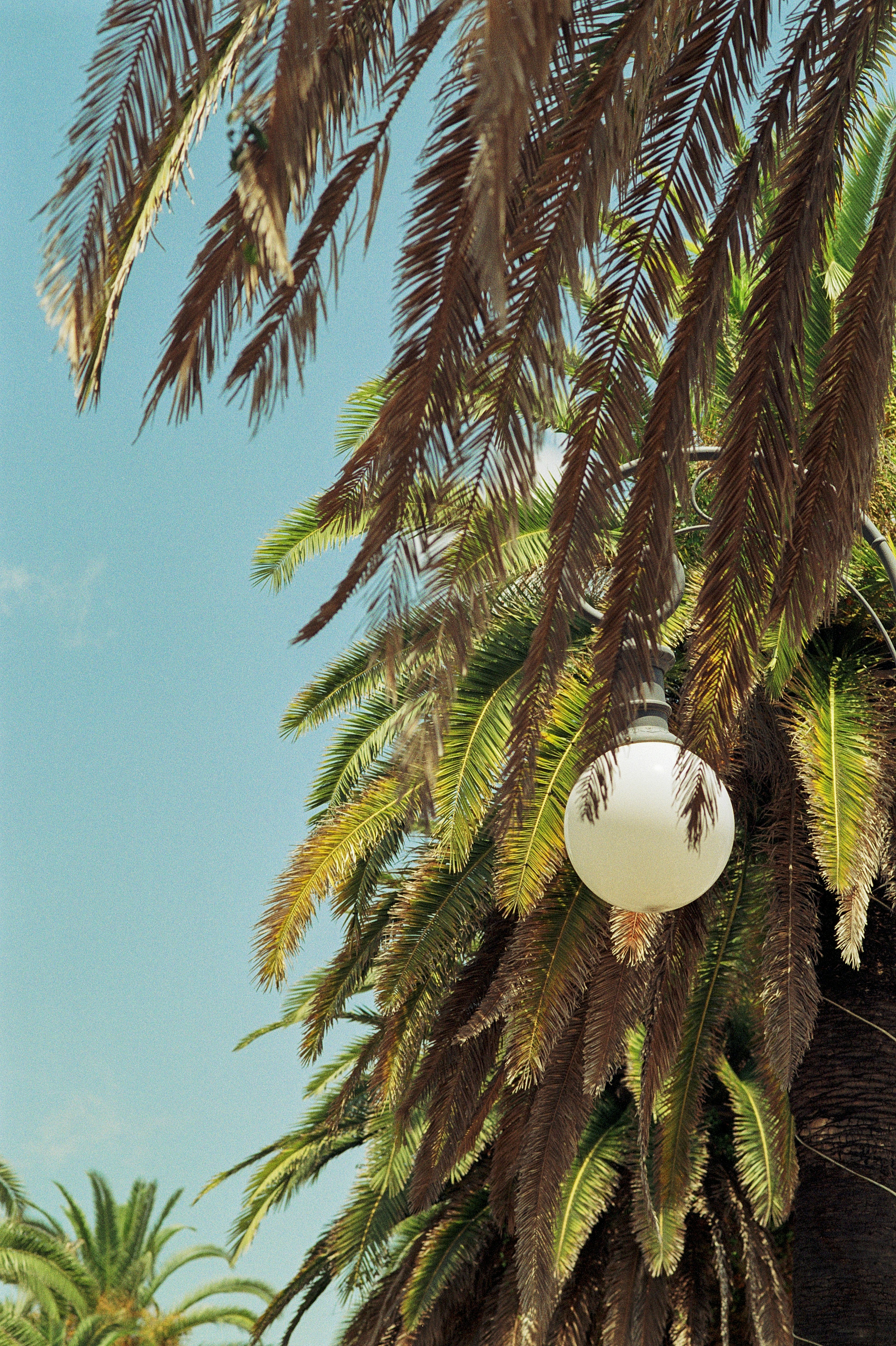 Globe Lantern Among Palm Fronds Under a Clear Sky