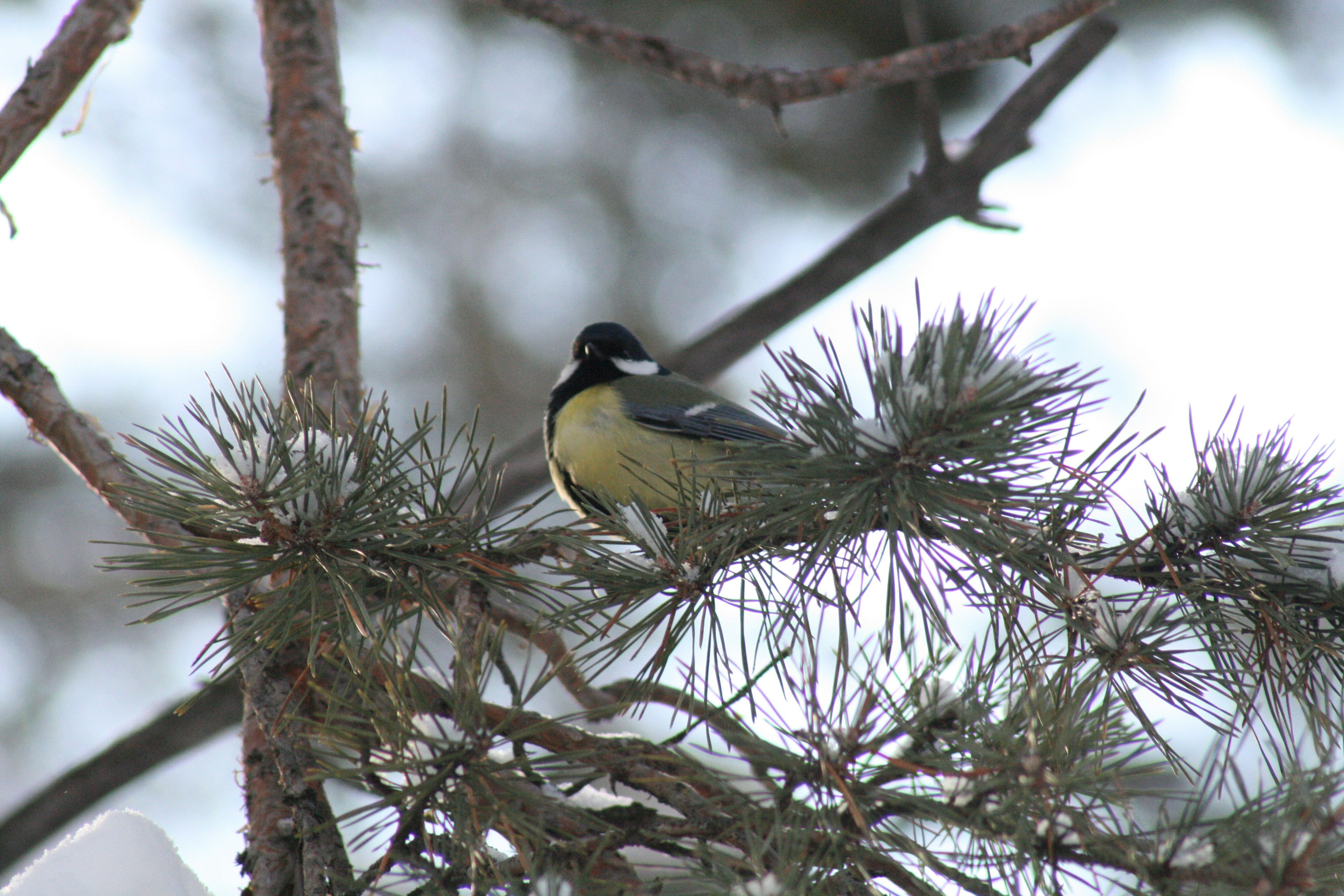 Whisper of the Pine: A Bird's Vigil