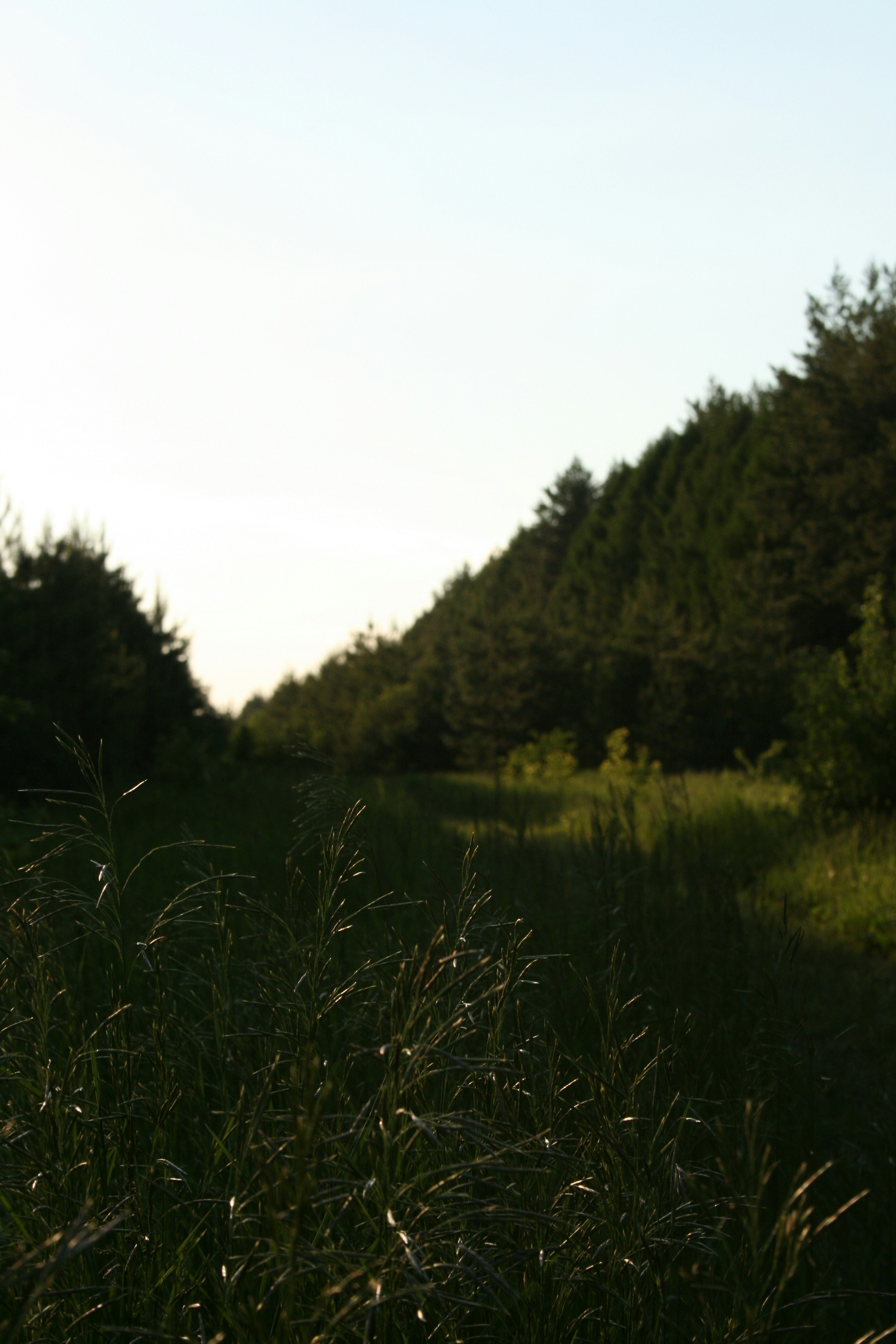 Golden sunlight filters through tall grass along a serene forest trail, inviting exploration and tranquility.