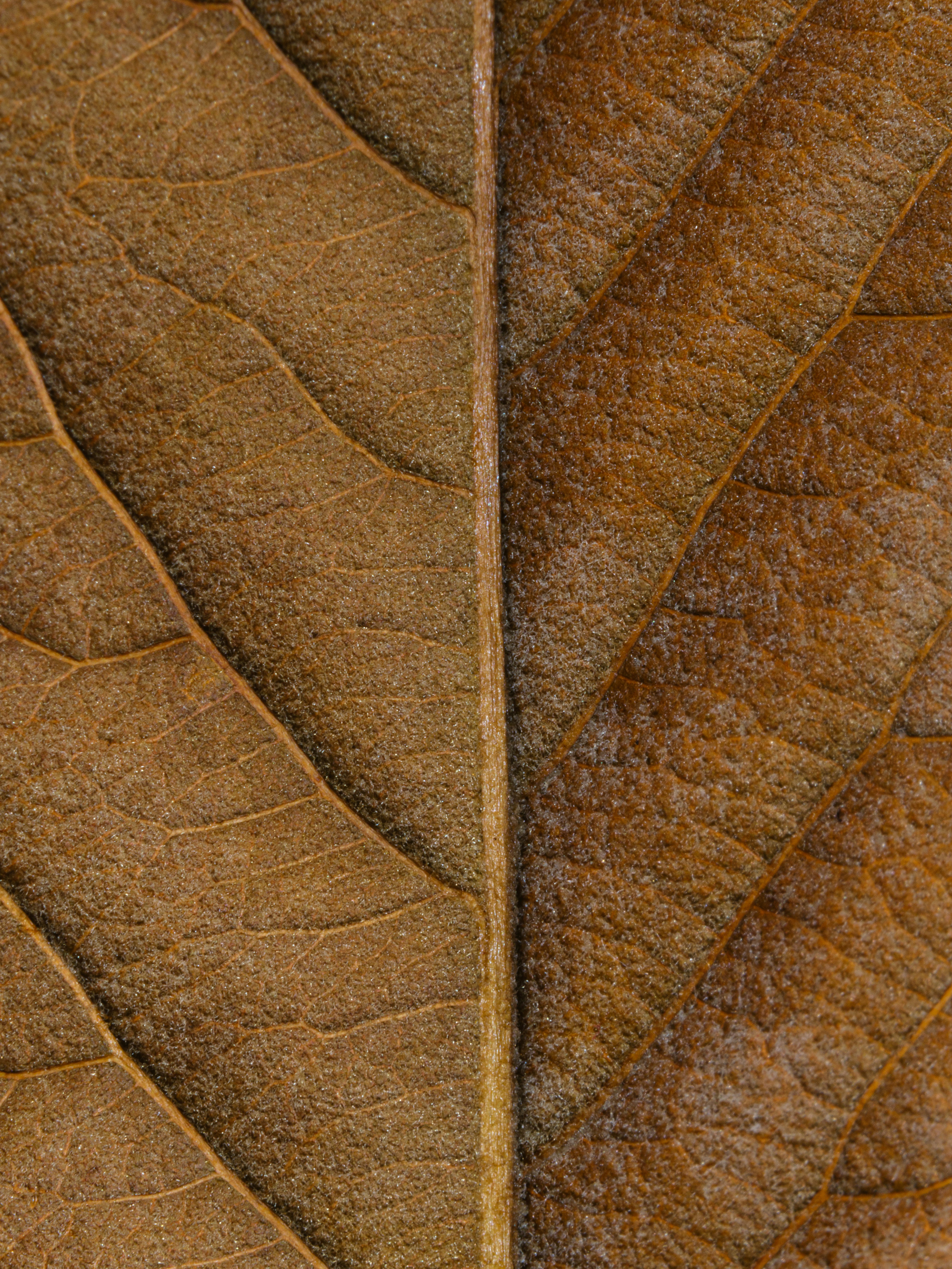 leaf texture