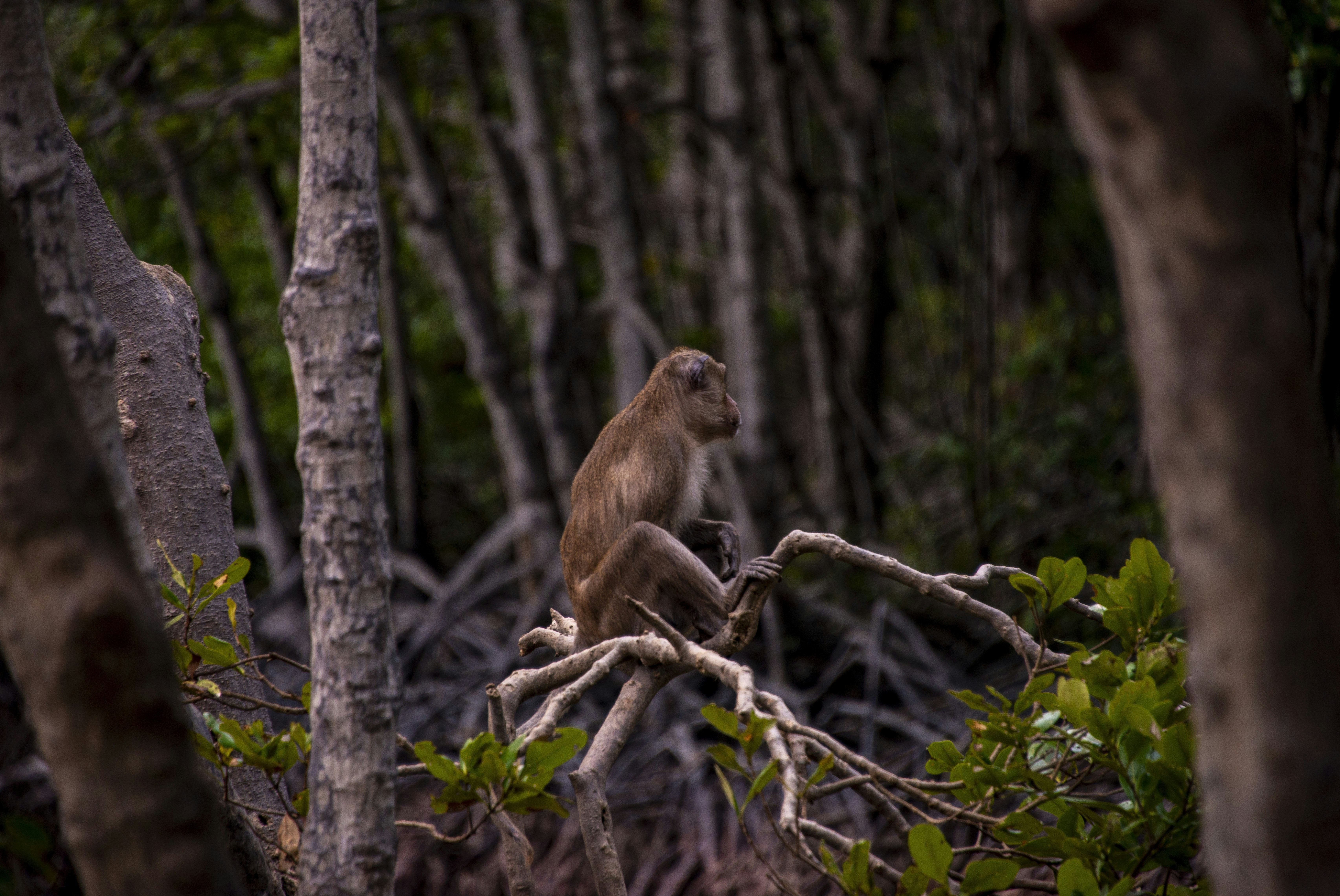 Monkeys at Sac Forest Tourism Area, Cần Giờ