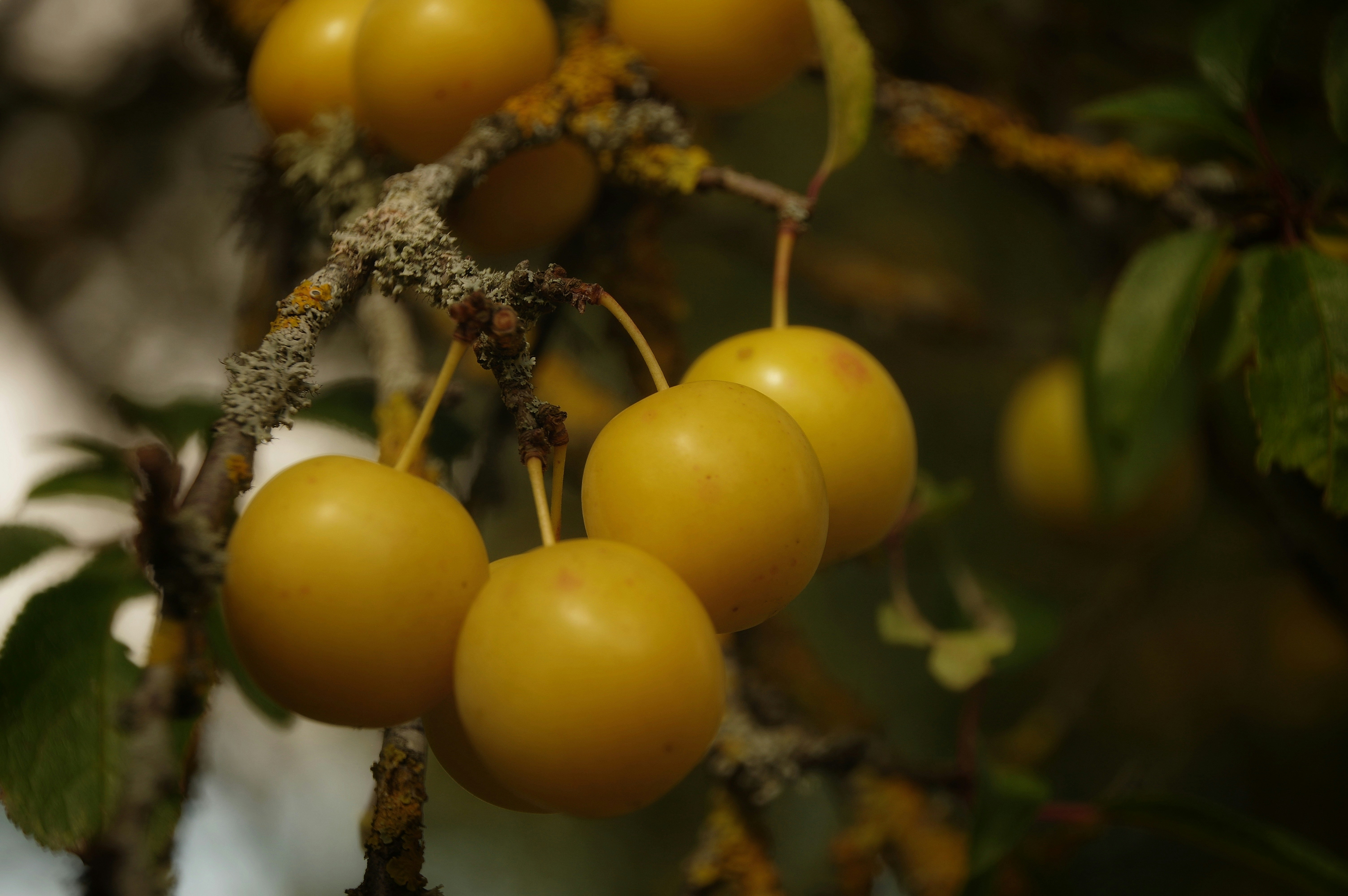 A bunch of small yellow berries hanging from a tree photo – Free Food ...