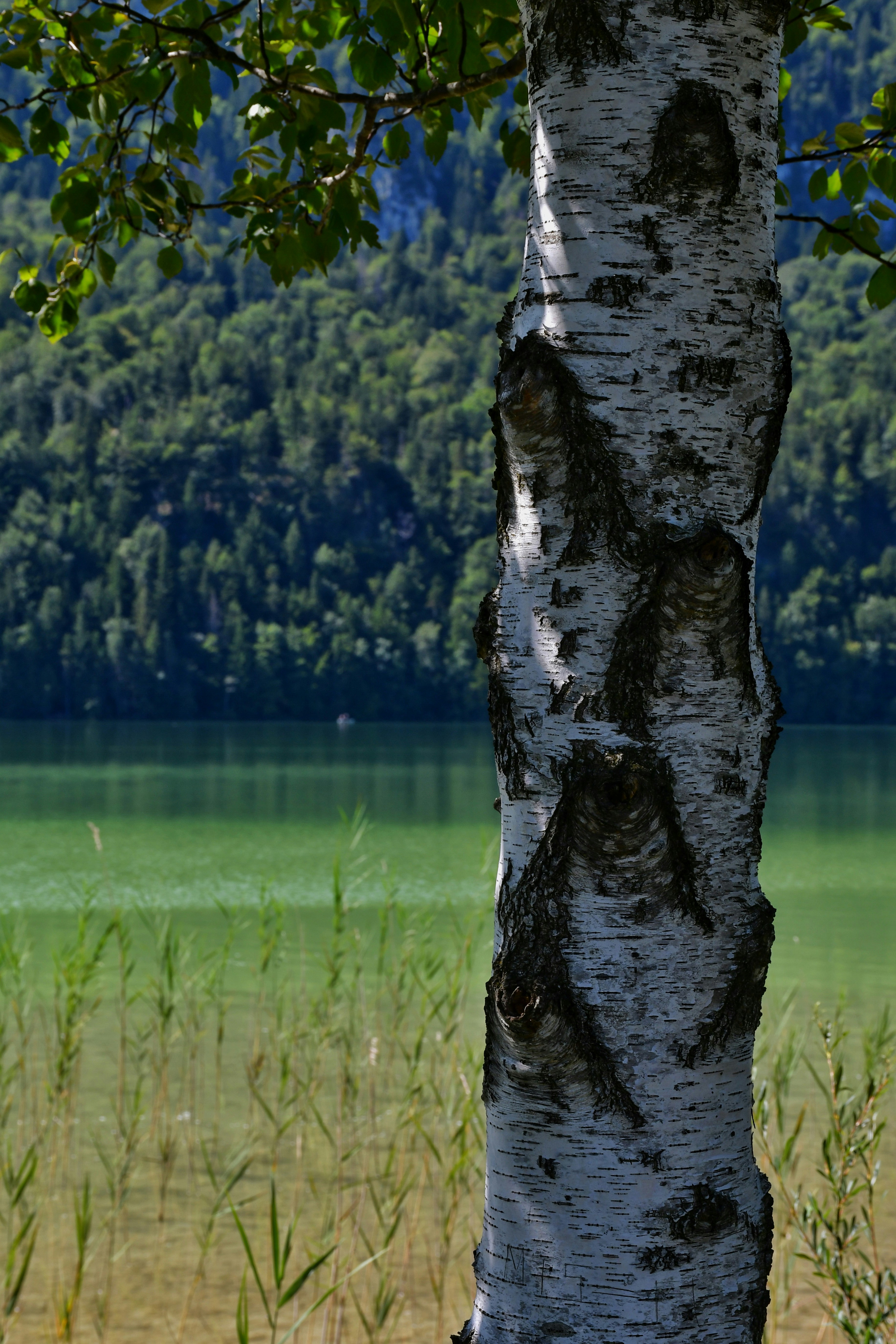 Birch Trunk Framing Emerald Lake: A Quiet Wilderness Portrait