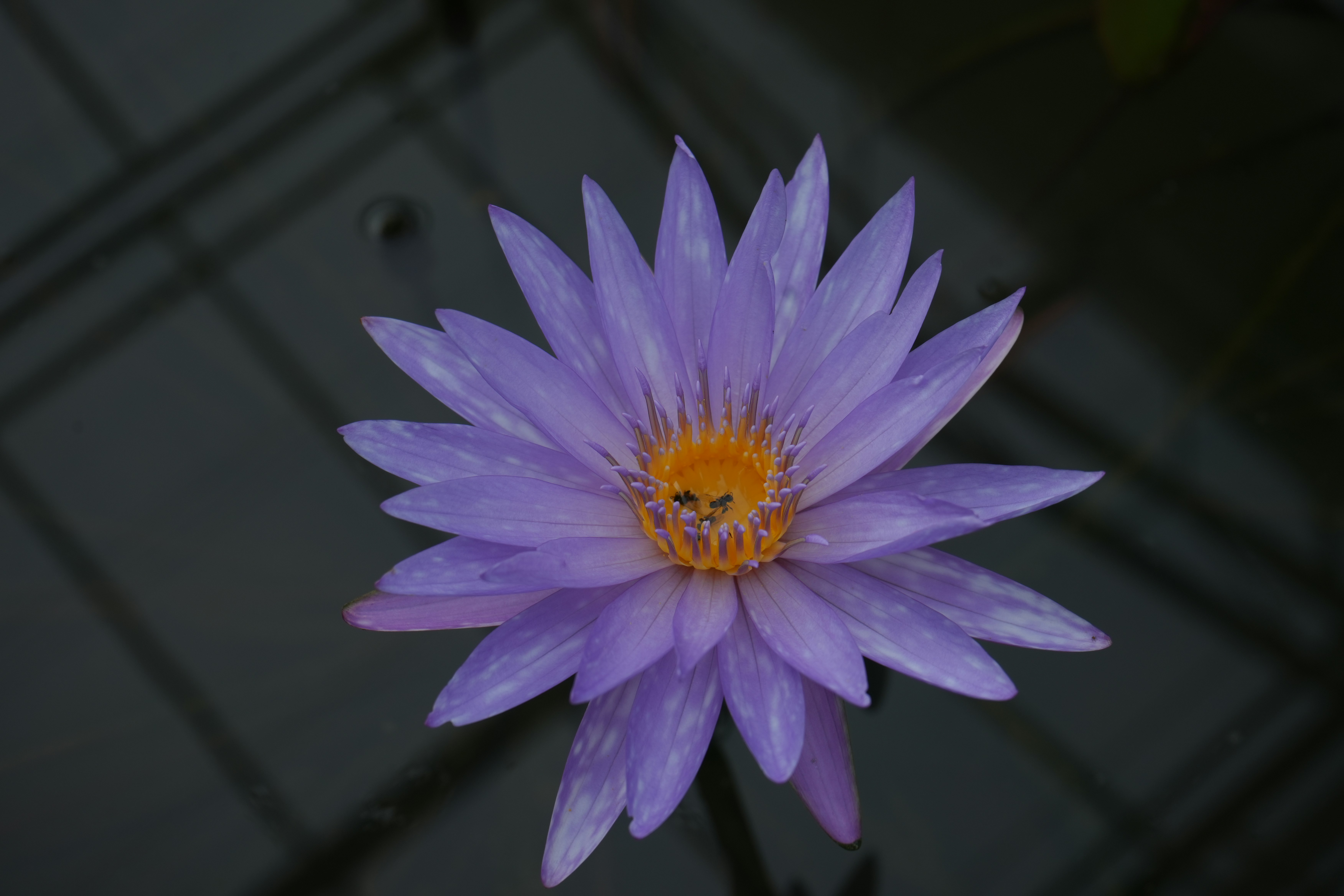 Purple Water Lily on a Glassy Pond with Gridlike Reflections