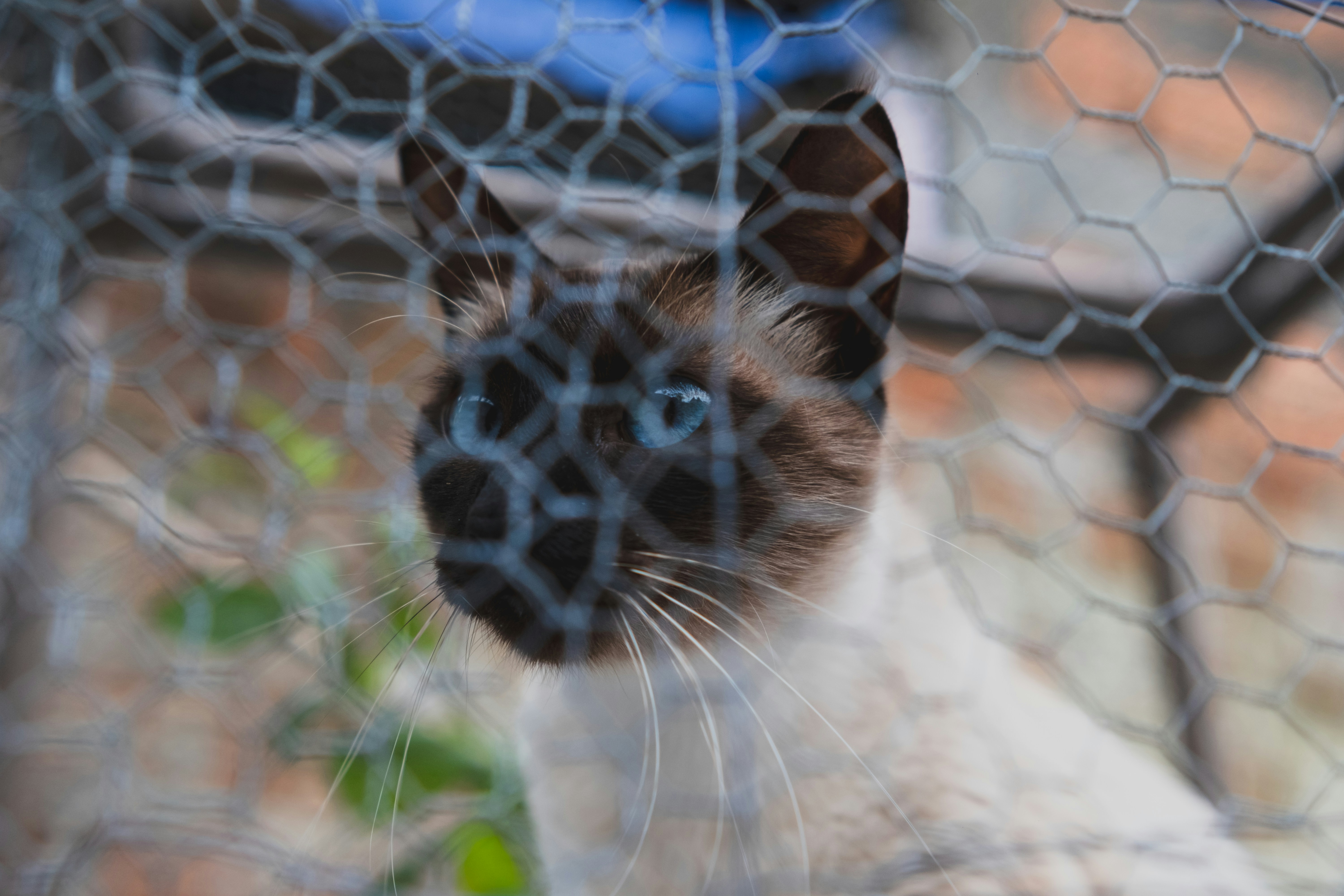 Charmed in a Quiet Cage: A Cat Behind Mesh with Soft, Curious Gaze