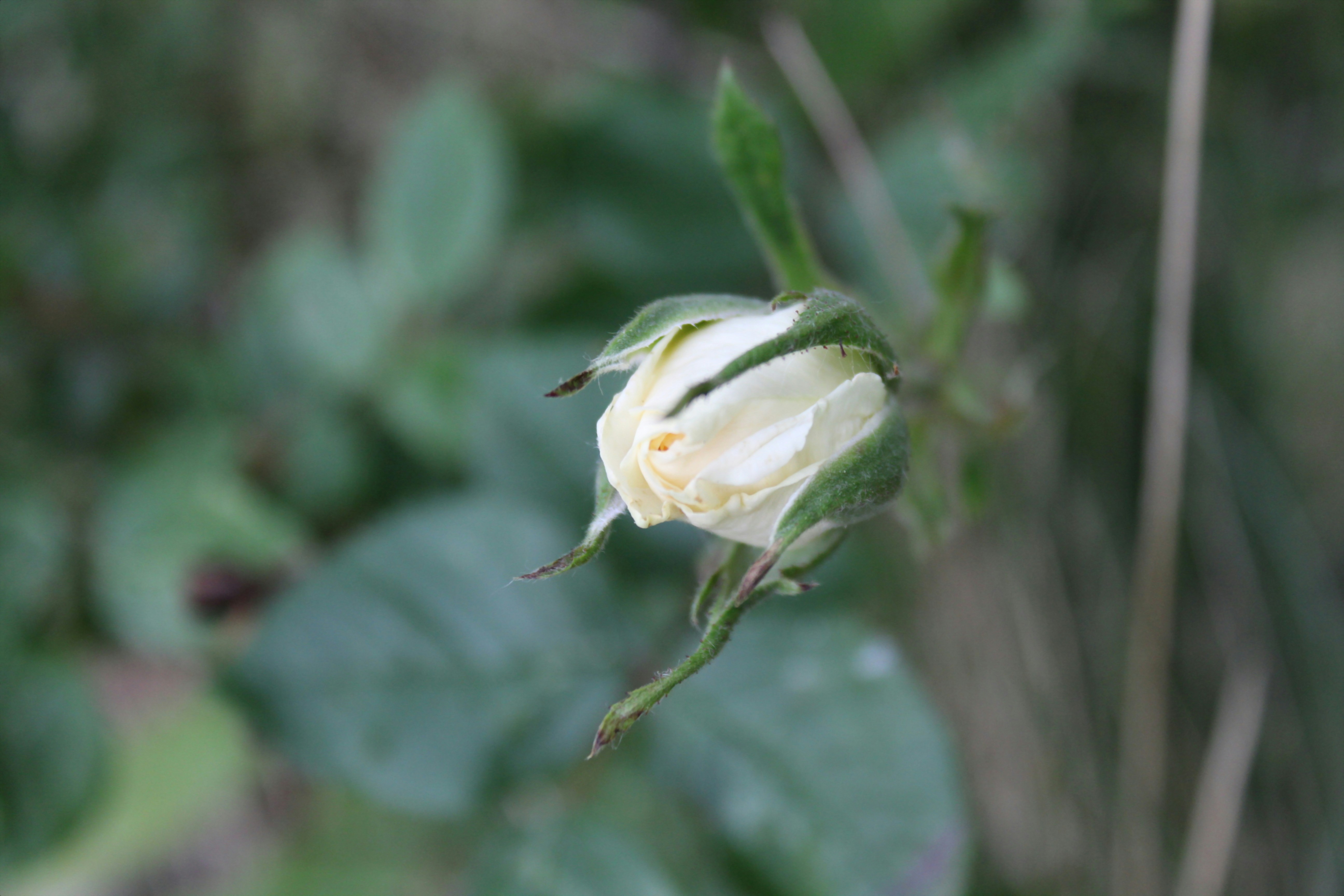 Whisper of a White Rosebud in a Quiet Garden