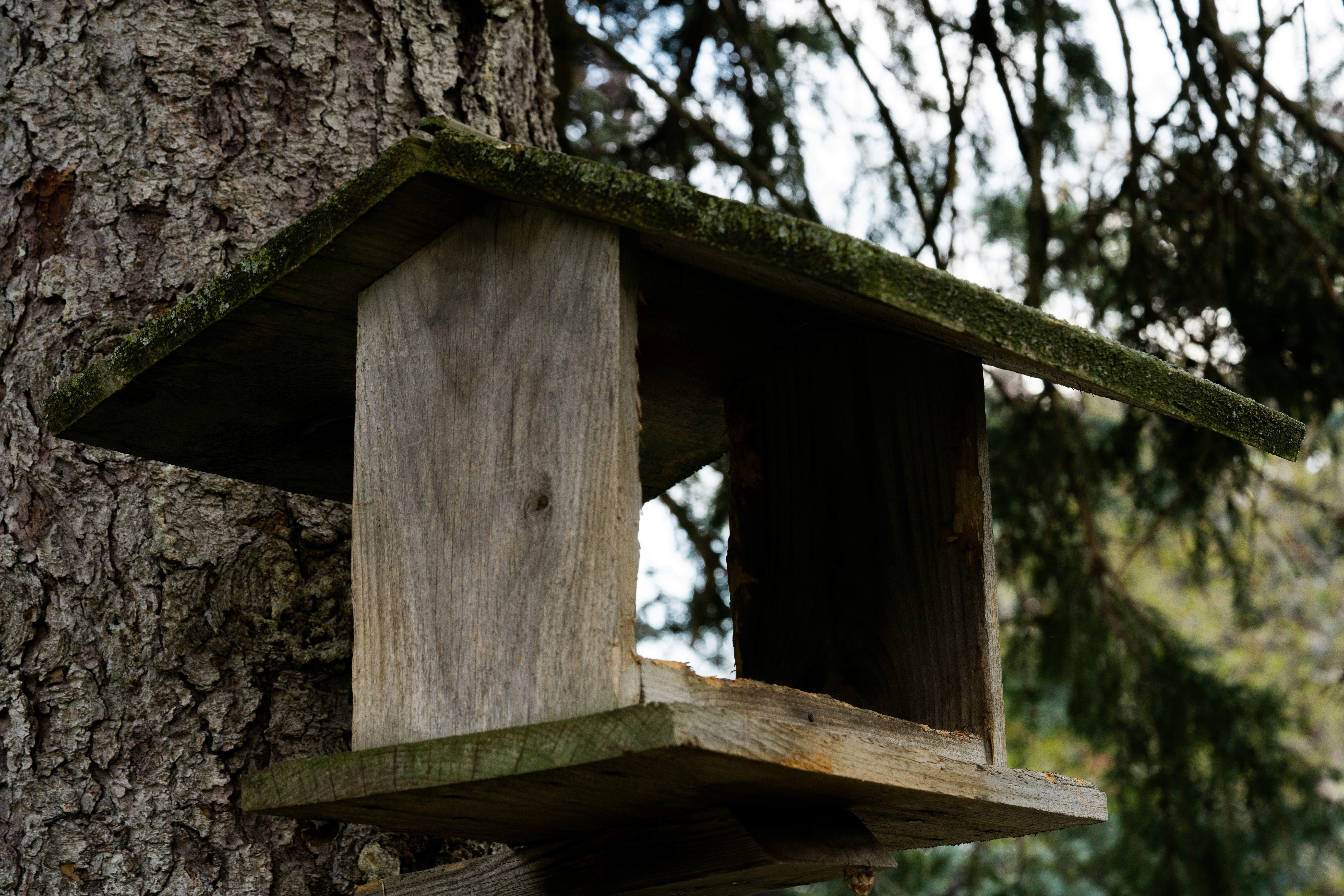 Weathered Birdhouse Clings to a Mossy Tree Trunk in Quiet Light