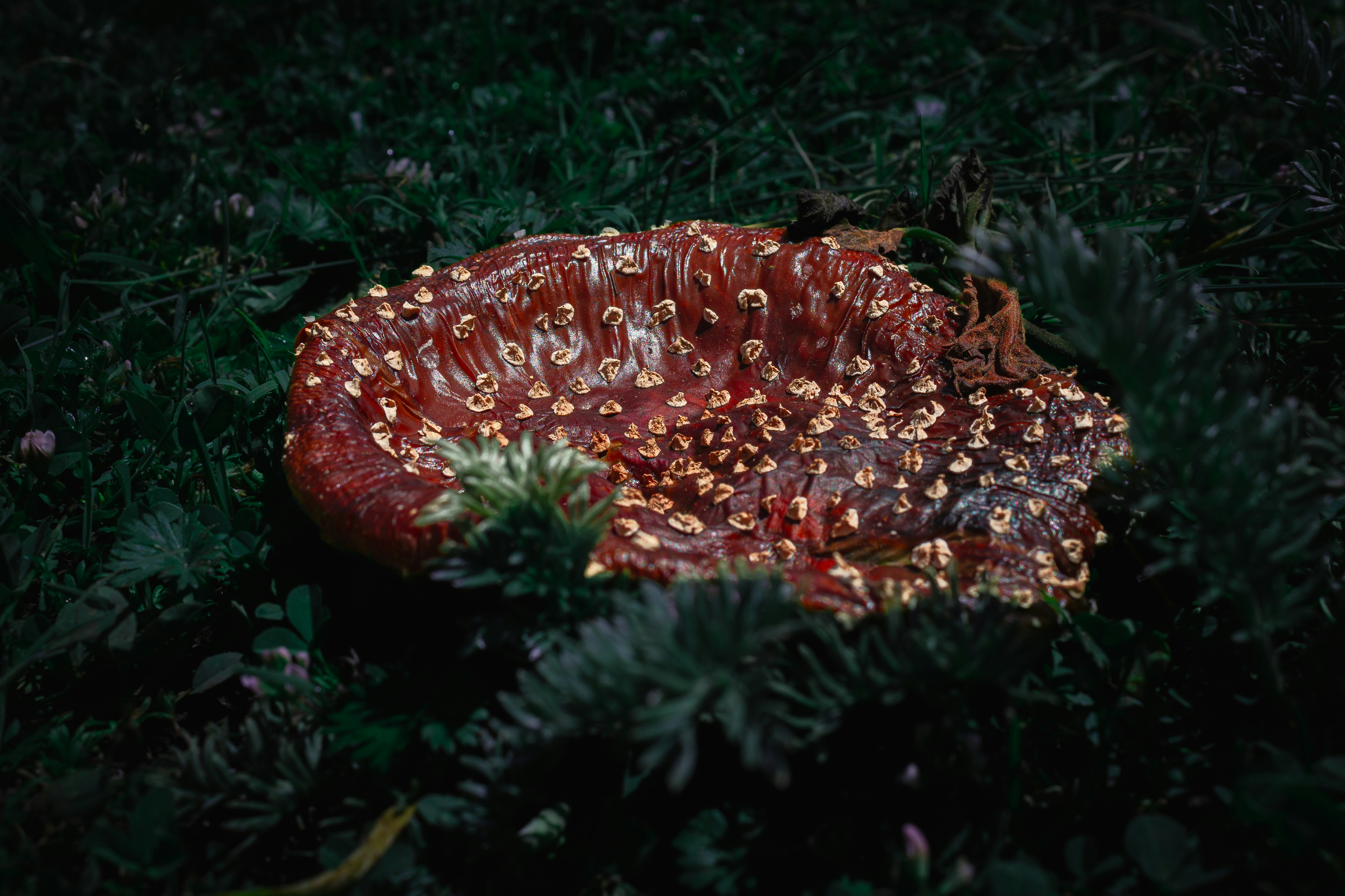 Crimson Cup Fungus Nestled in Shadowed Fern Bed