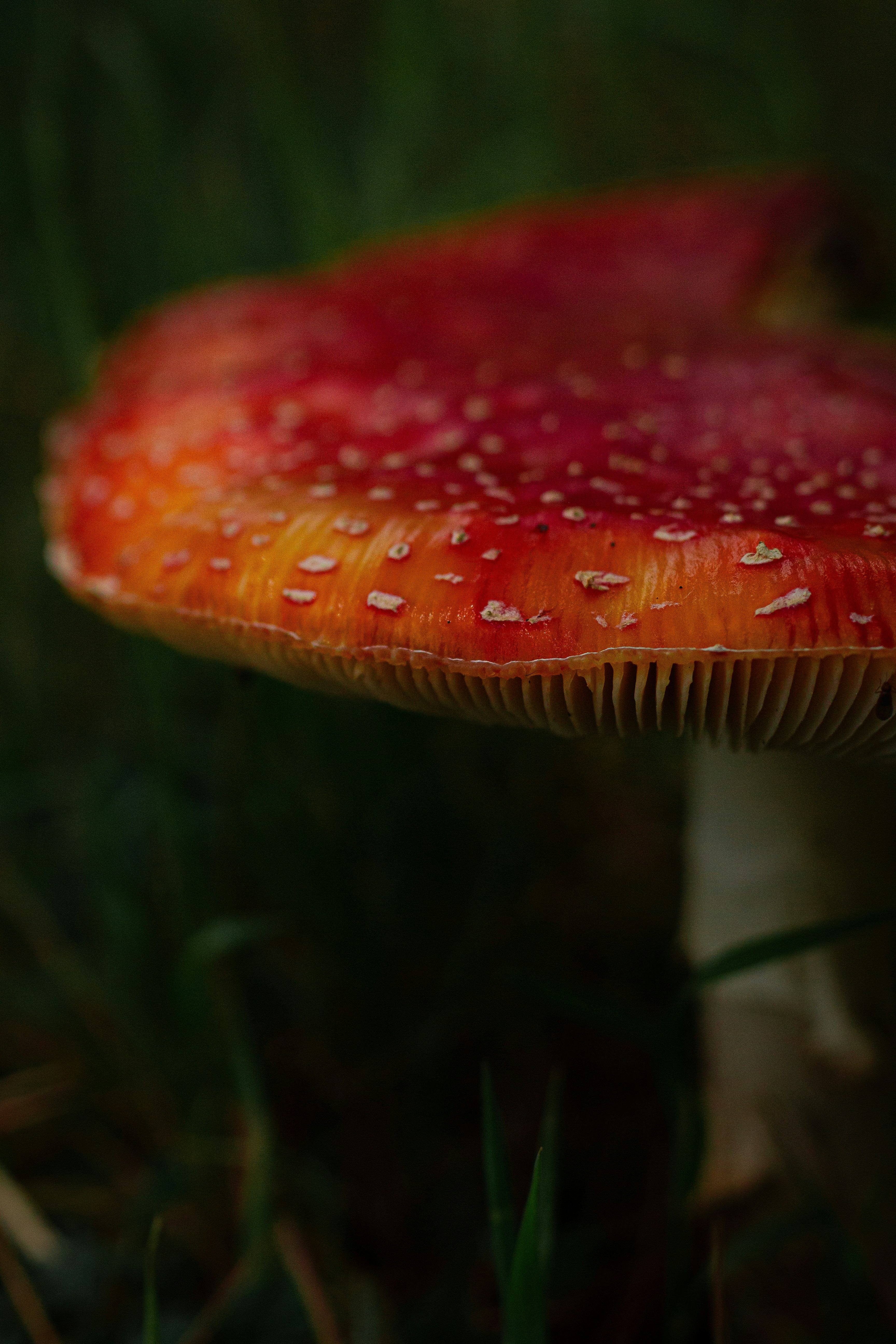 Crimson Amanita Macro: Dew-Dusted Cap Among Shadowed Grass