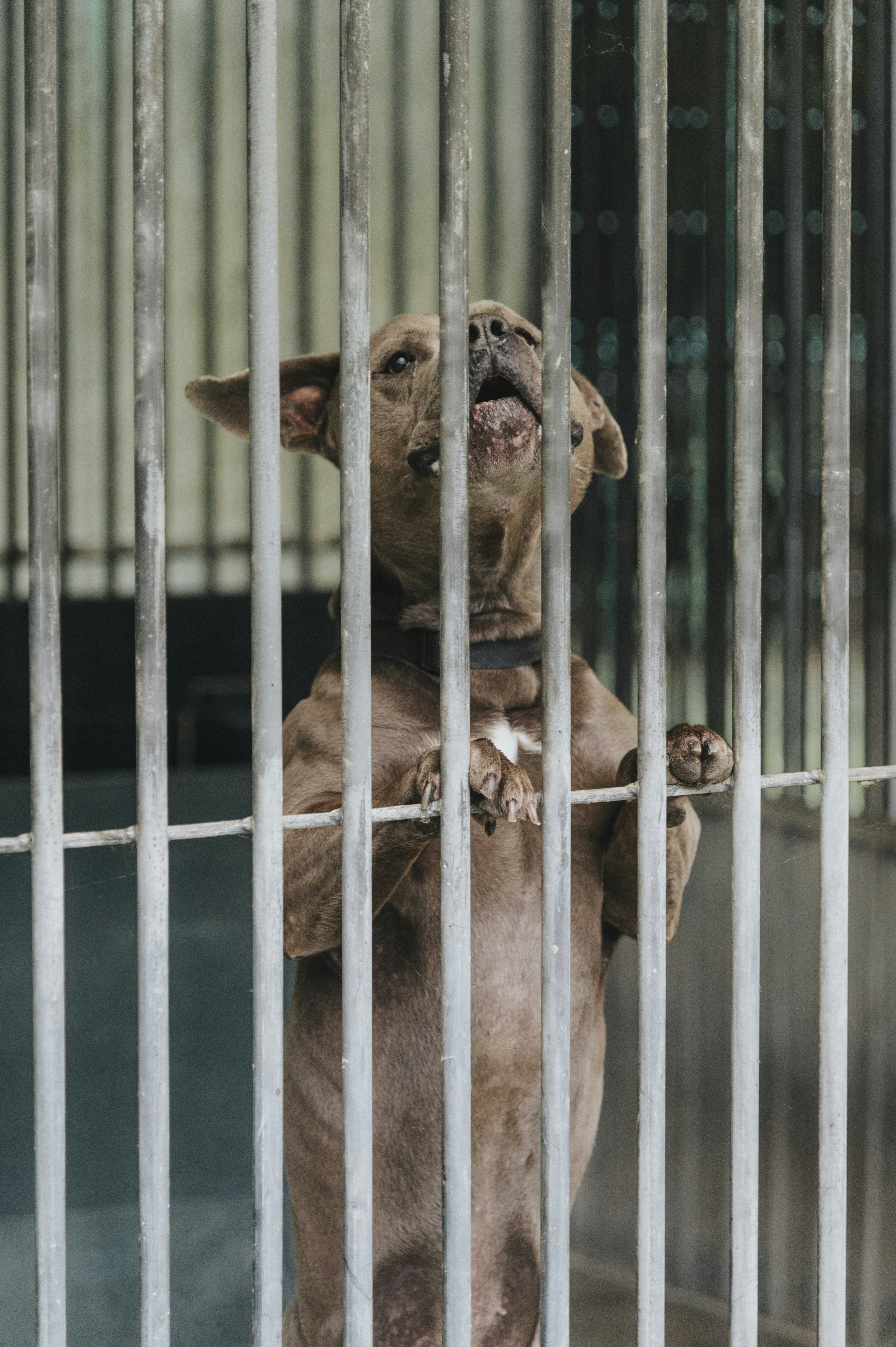 A dog standing on its hind legs in a cage photo – Free Dog Image on ...