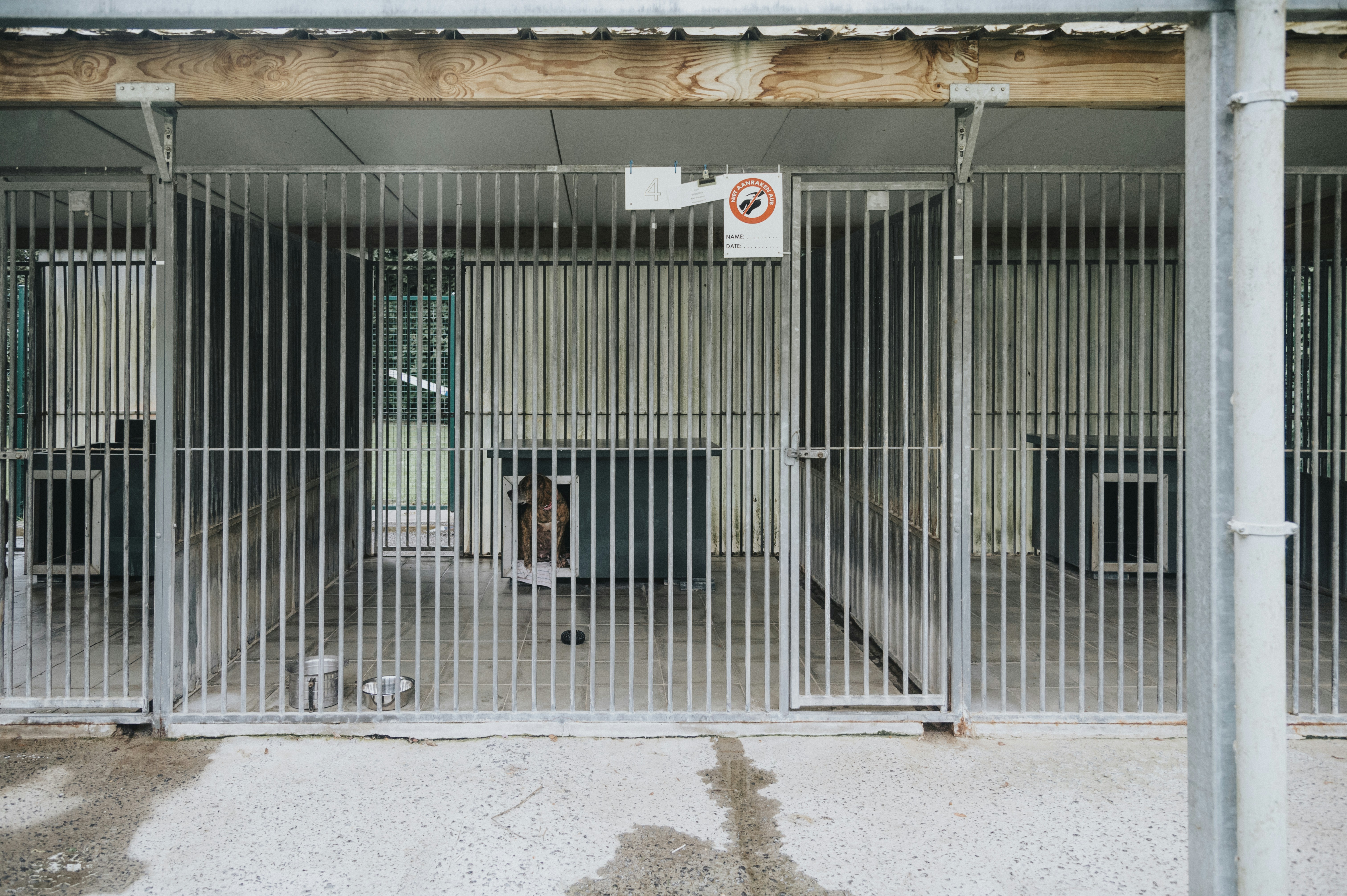 Rows of empty kennels with metal bars and concrete floors, highlighting a sense of abandonment and solitude.