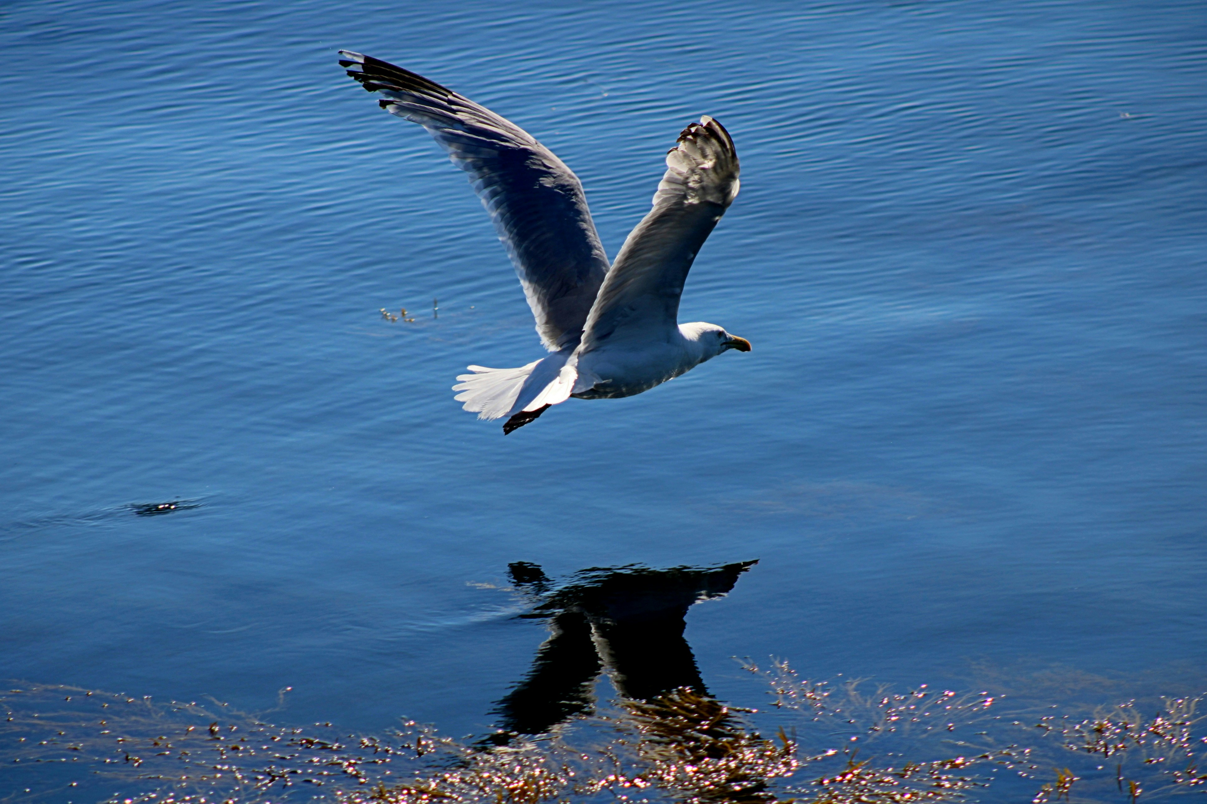 A seagull flying over a body of water photo – Free Bird Image on Unsplash