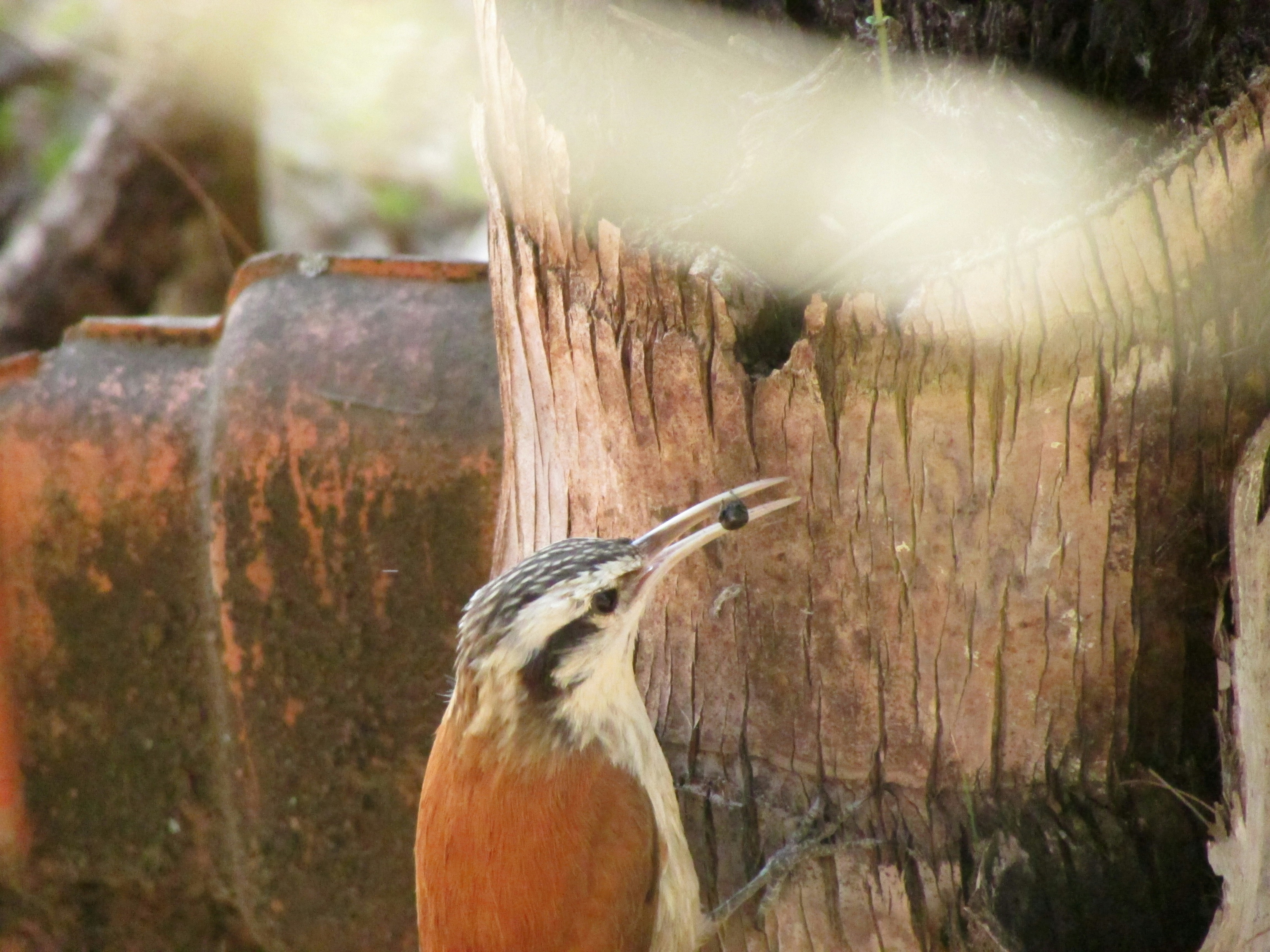 Beaked Sentinel on Weathered Wood