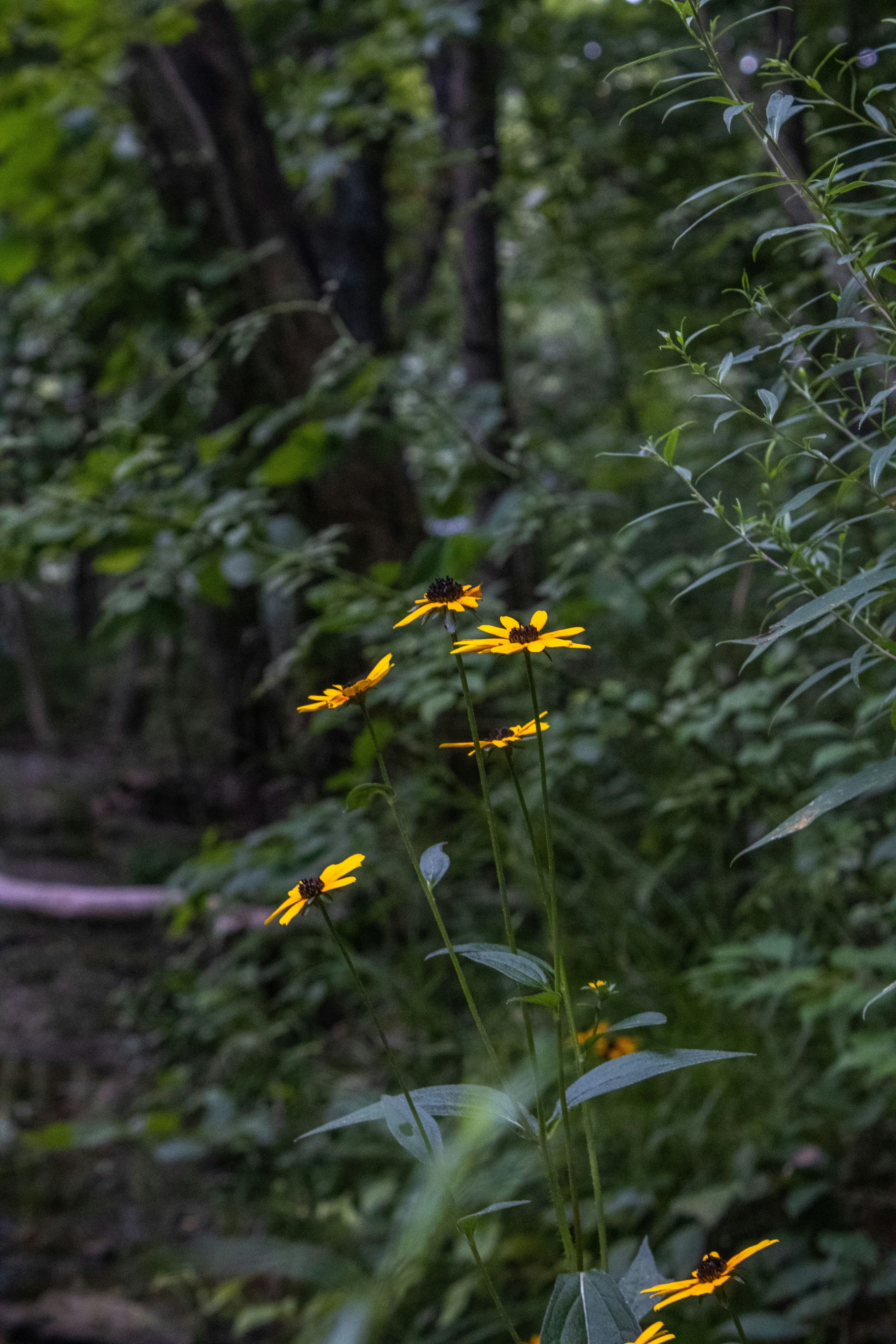 Whispering Yellow: Black-eyed Susans on a Shaded Forest Trail
