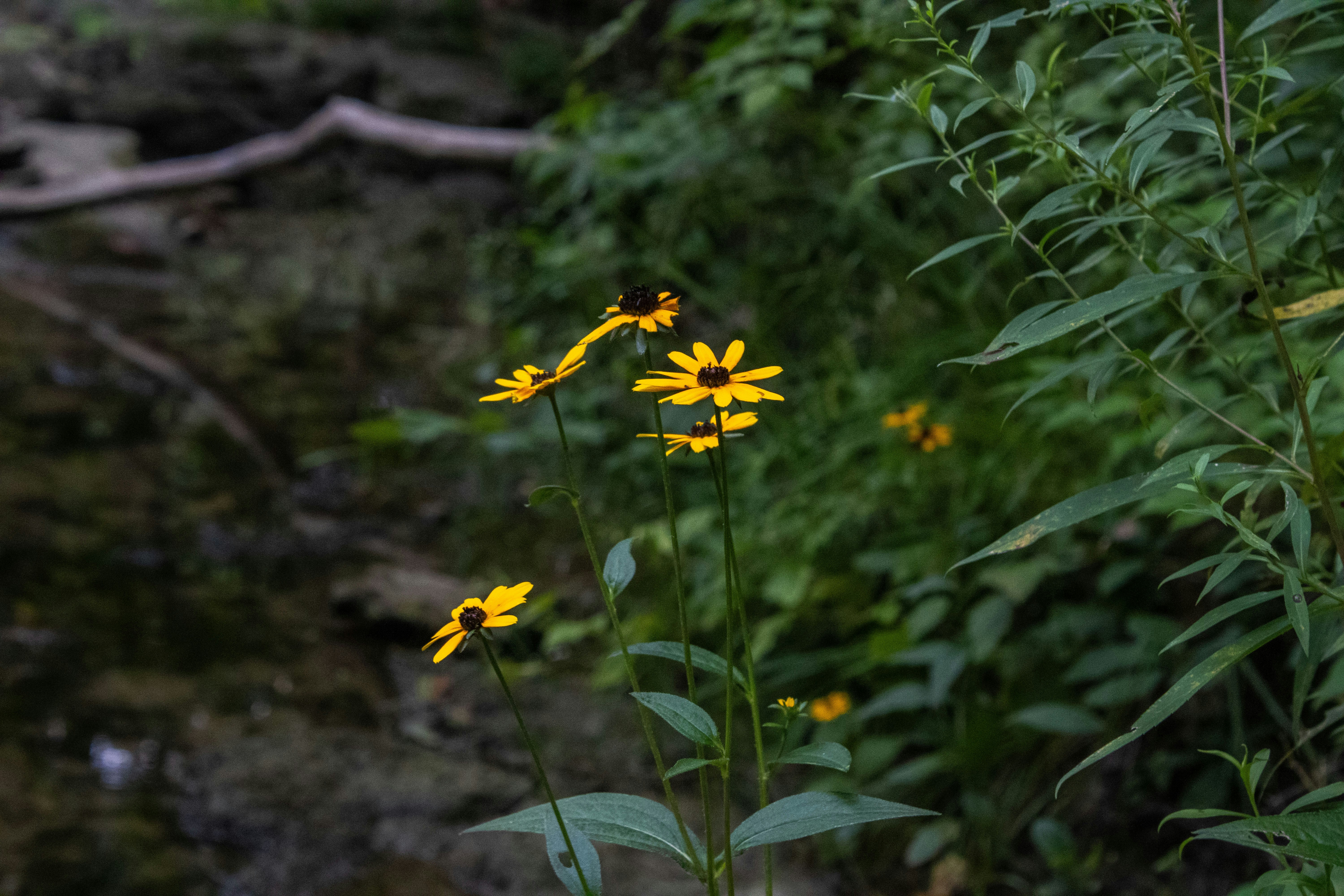 Daisies at the Creek's Quiet Edge