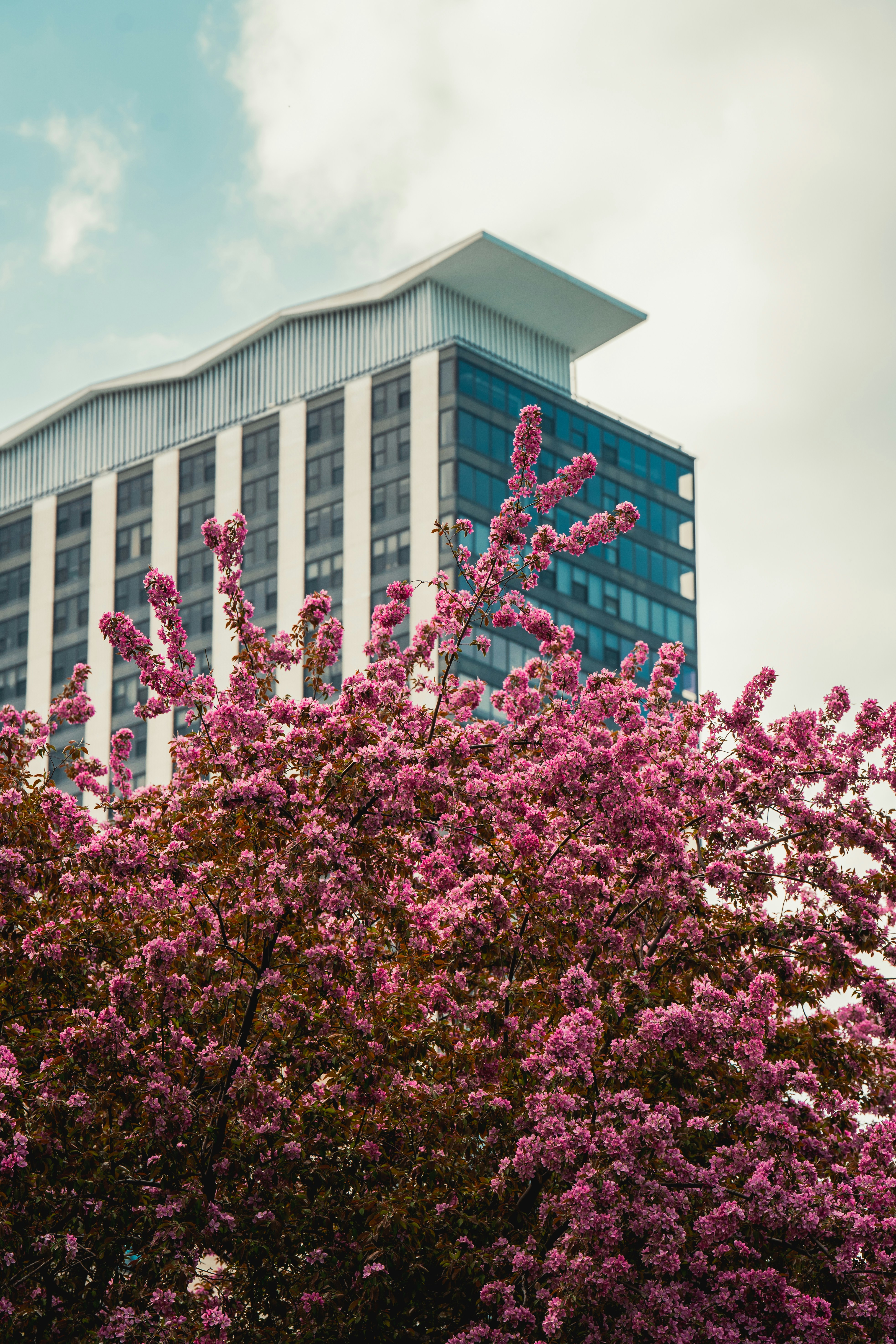 Pink blossom tree in Chicago.