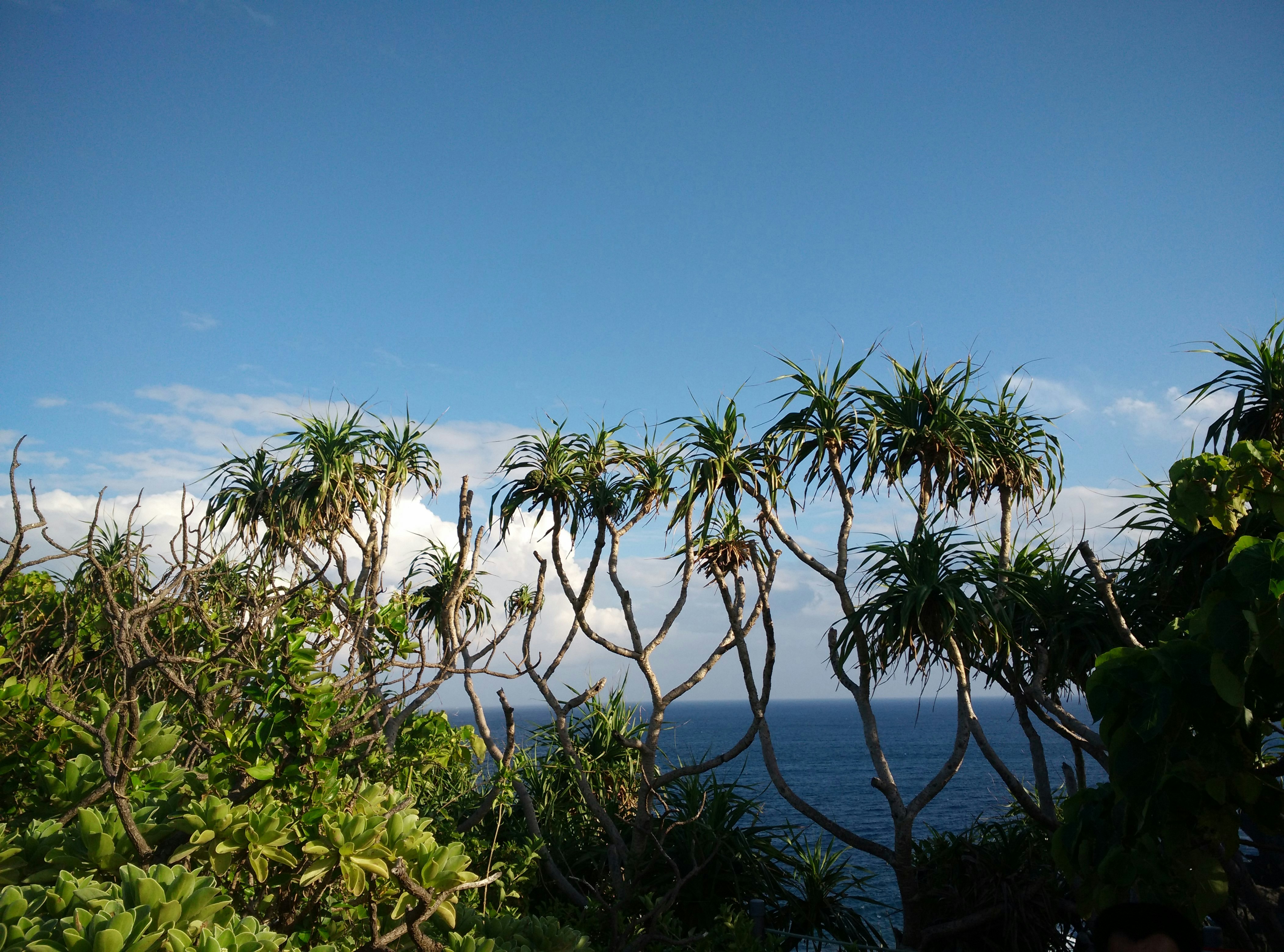 Tropical trees with spiky leaves frame a view of the ocean under a clear blue sky.