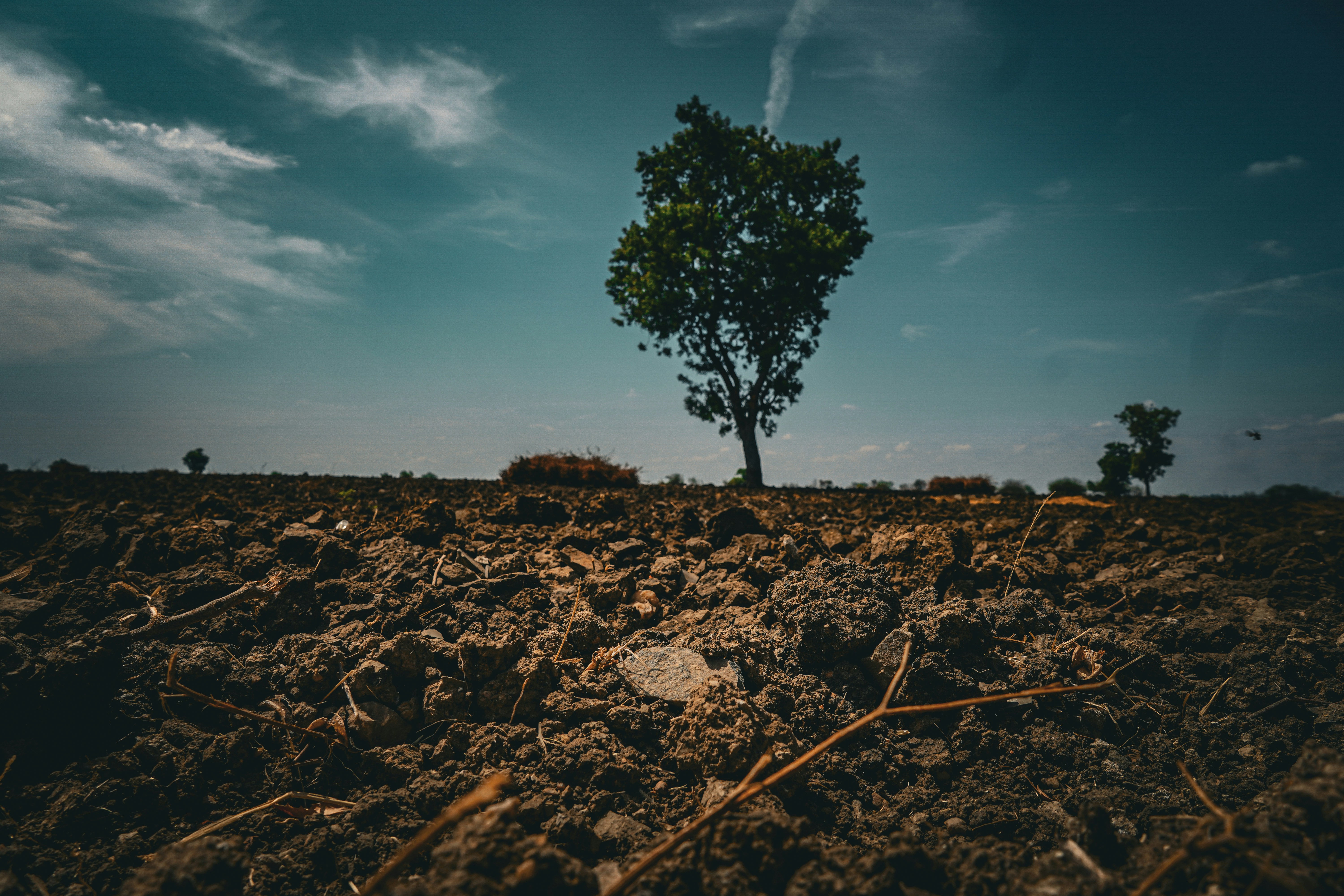 A lone tree stands in the middle of a barren field photo – Free India ...
