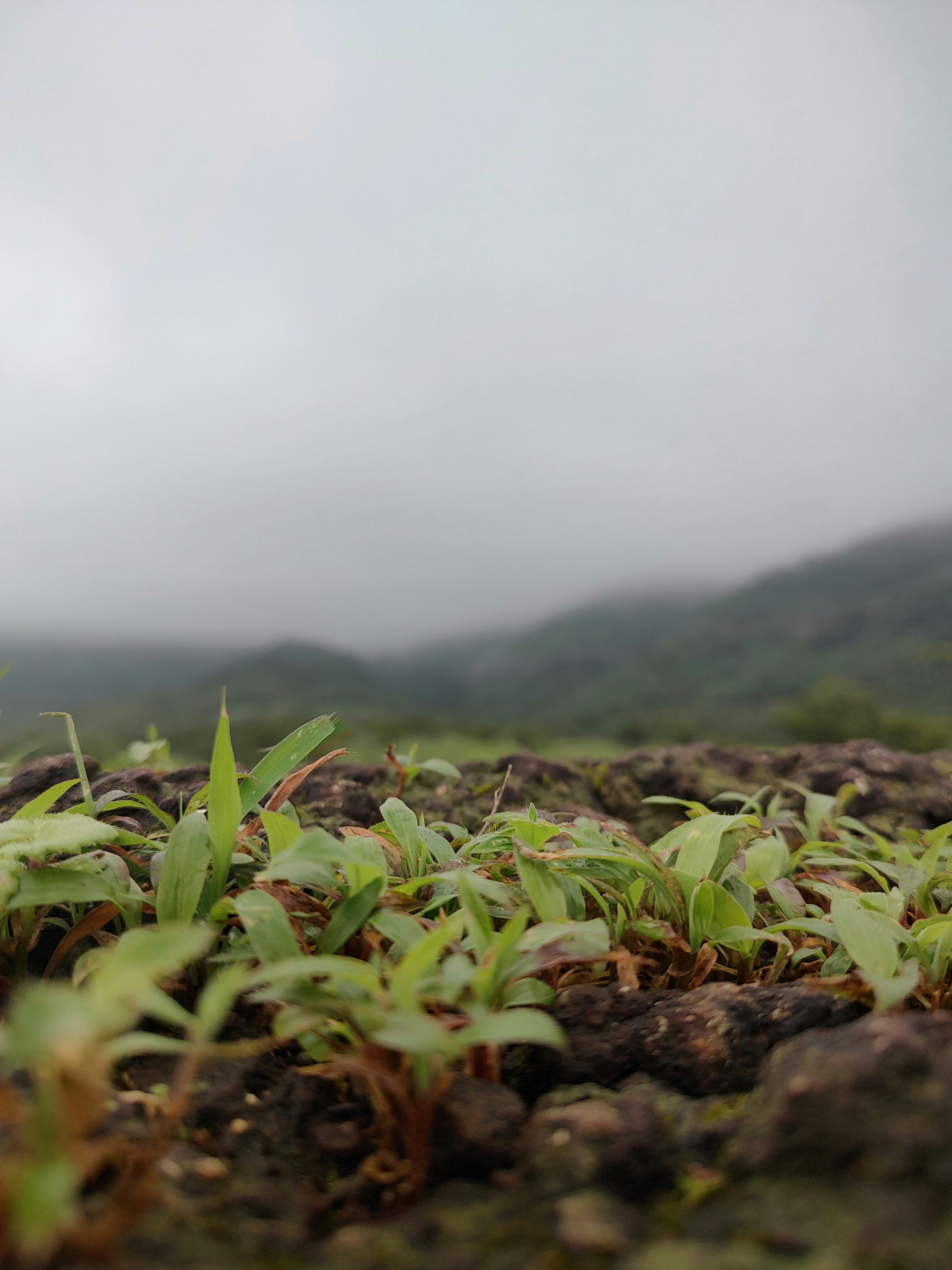 Ground-Level Green: Tiny Sprouts Defy the Mist on Cracked Rock