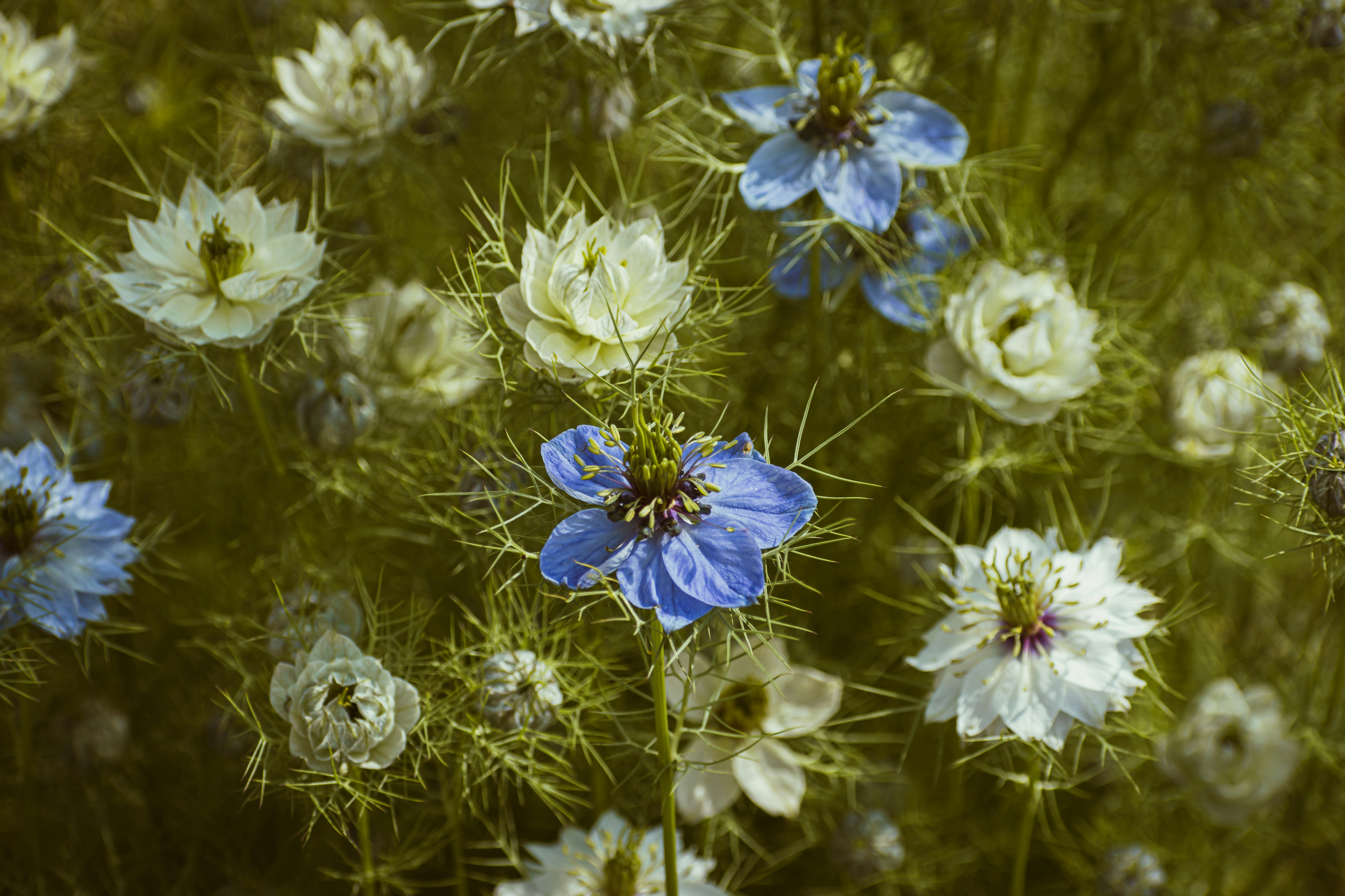 Azure Bloom Among Spiky White Thistles