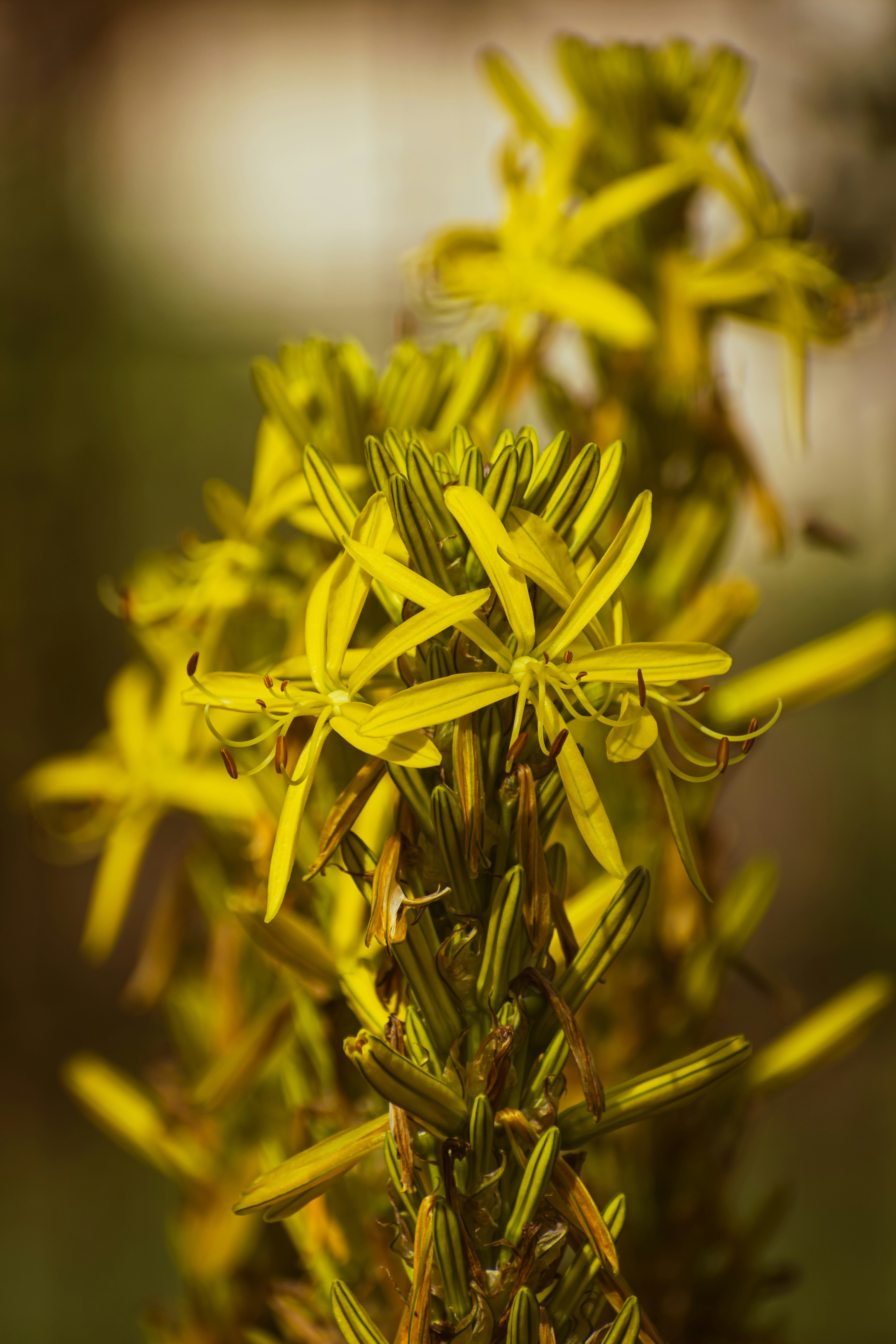 Golden Spikes in Soft Focus: A Macro Portrait of Yellow Flower Clusters