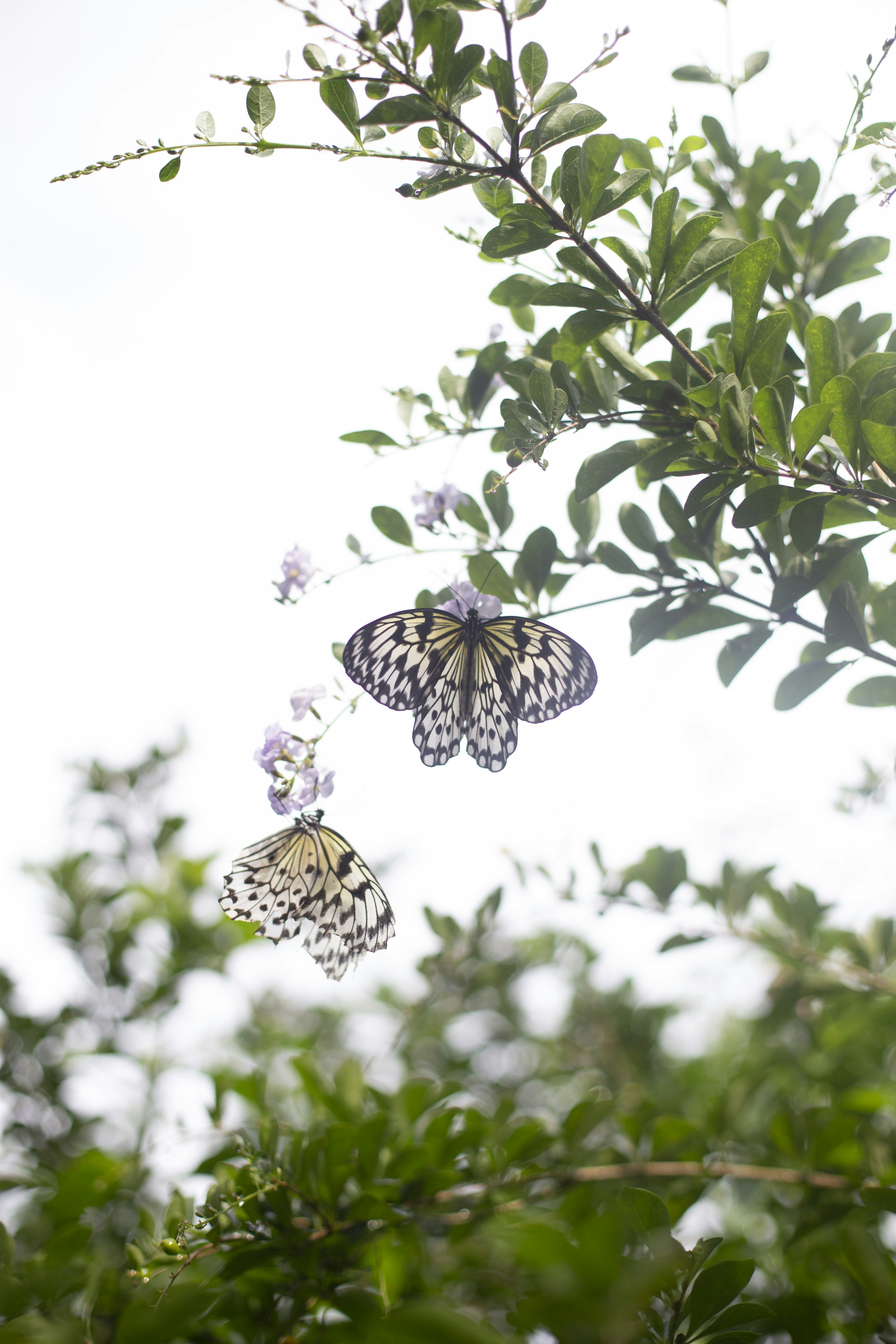 A couple of butterflies that are on a tree photo – Free Butterfly ...