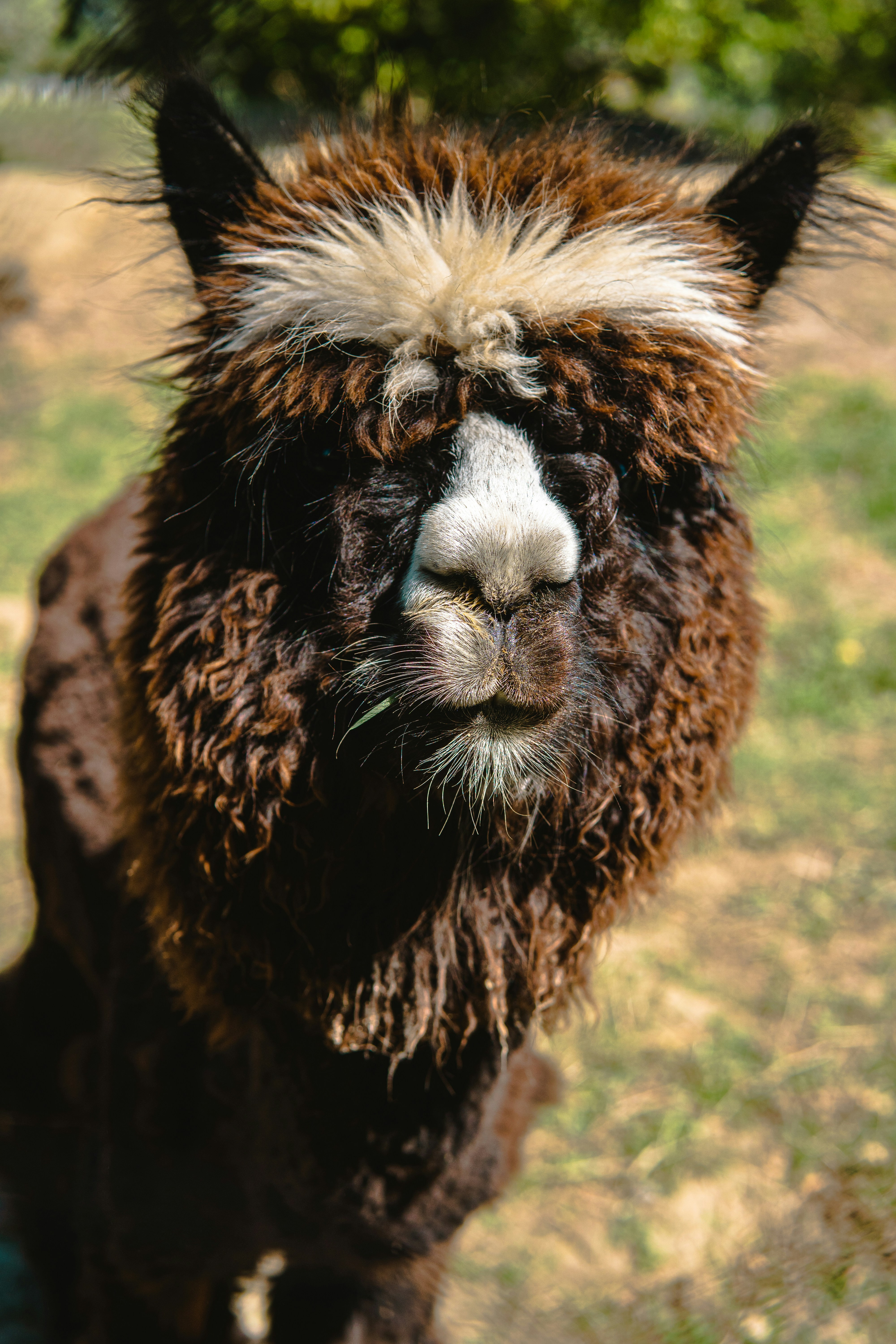 Front-Facing Alpaca Portrait: Velvet Fur Crown and Gentle Gaze