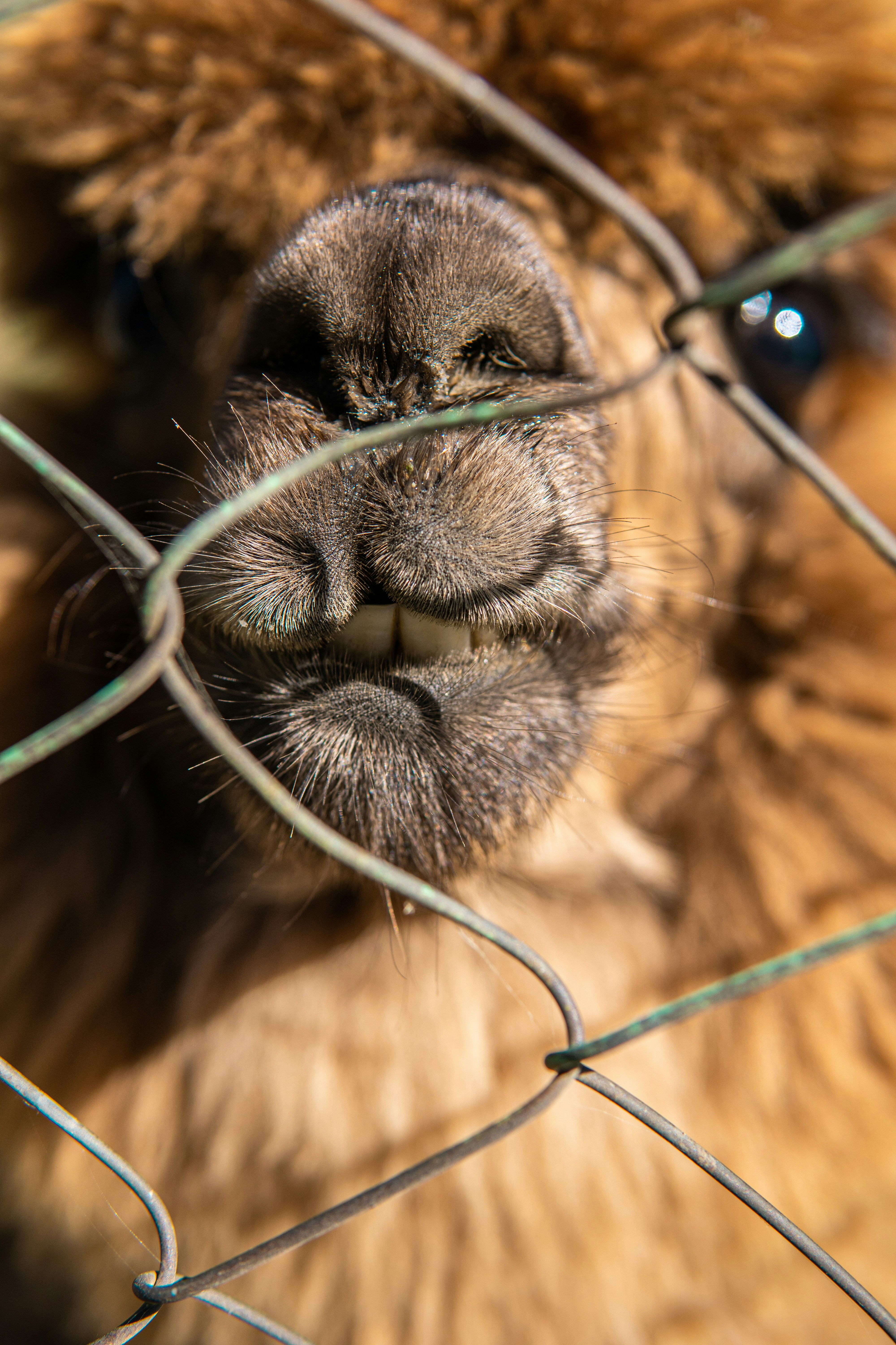 Nose Through the Mesh: An Up-Close Portrait of a Curious Snout