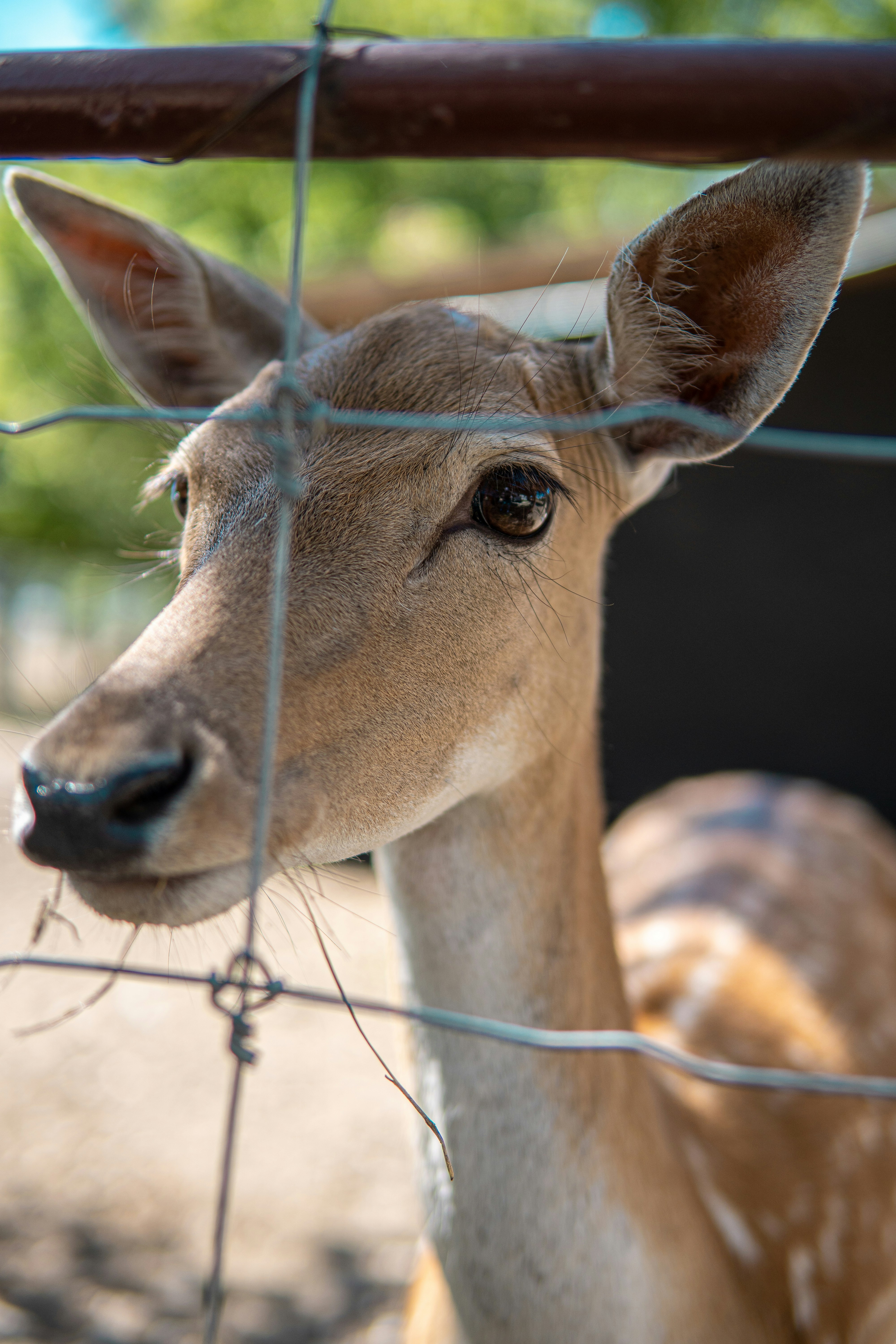 Fence Gaze: A Deer Peeks Beyond the Wire