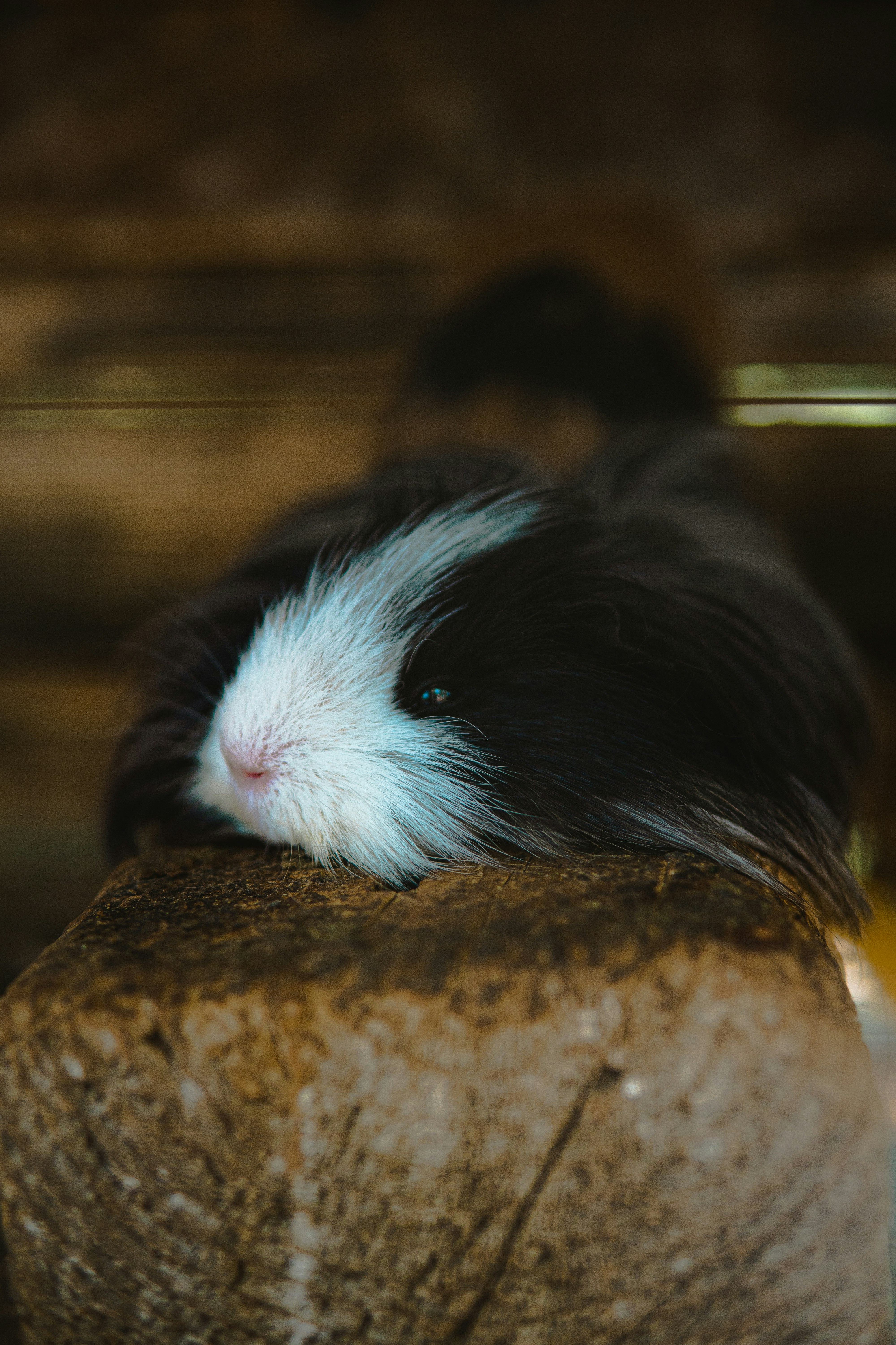 Peering in from the Log: A Curious Guinea Pig Resting on Wood