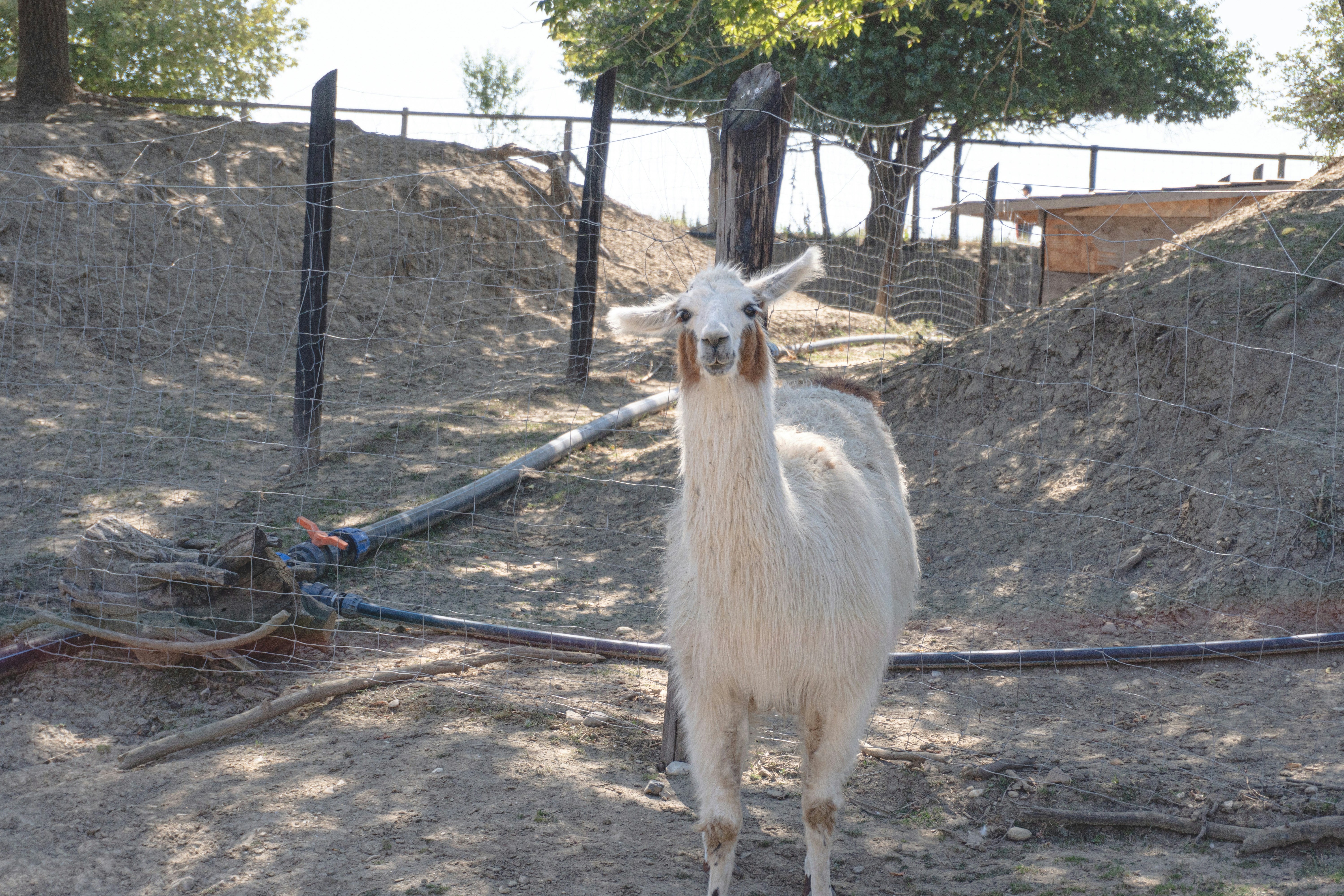Llama at the Fenceline: Quiet Presence in a Dusty Enclosure