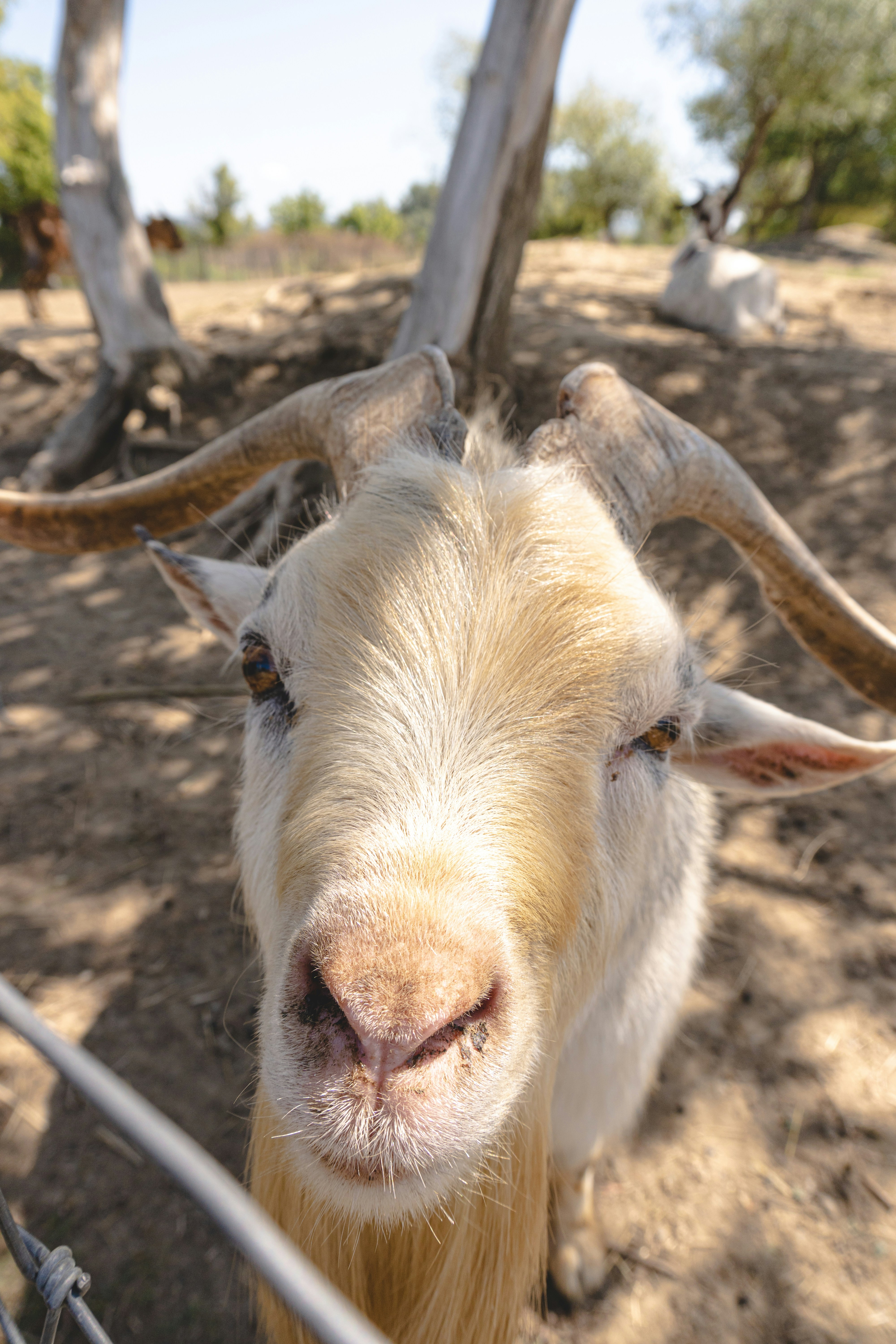 Curious Goat: A Close Encounter