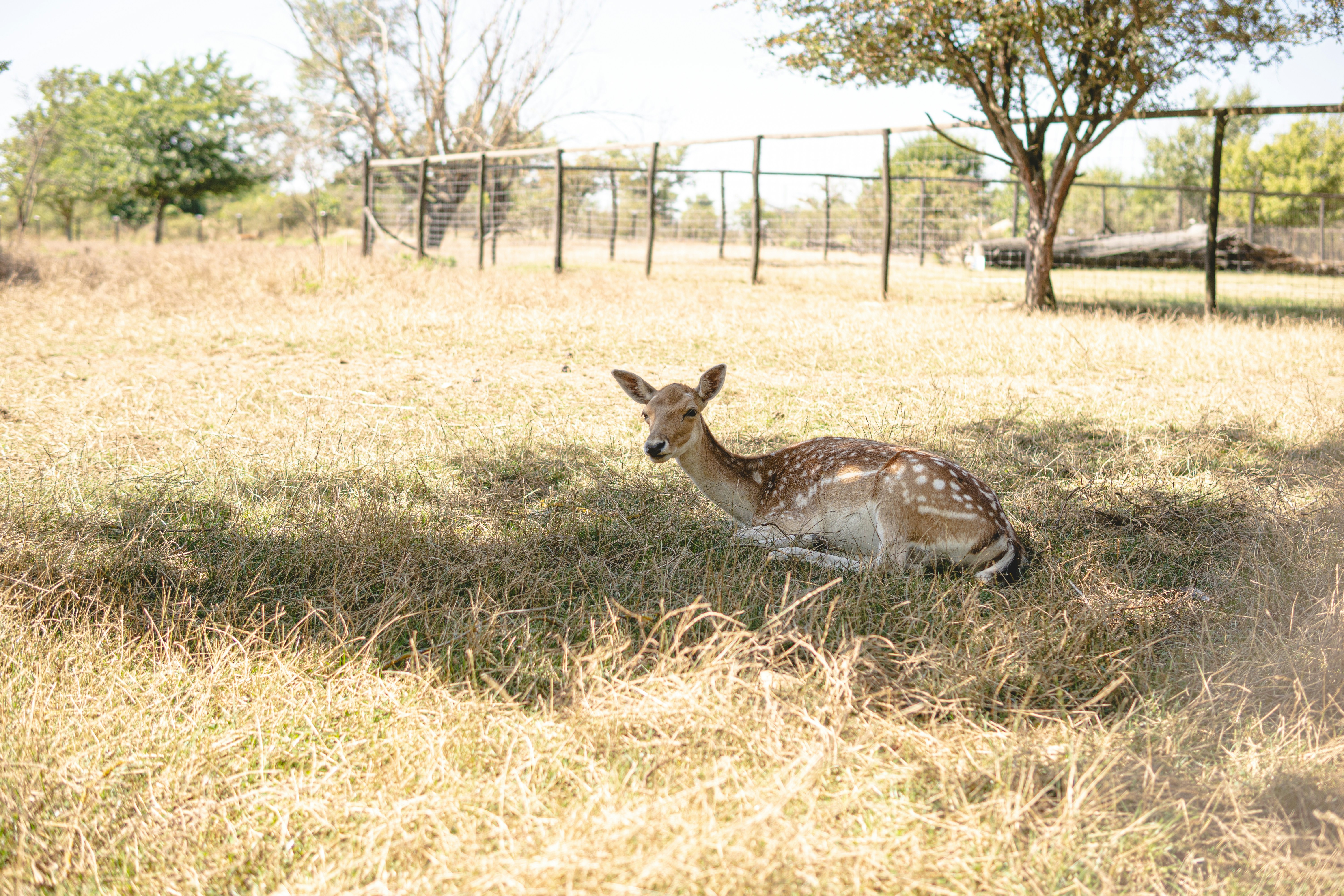 A deer laying down in a grassy field photo – Free Deer Image on Unsplash