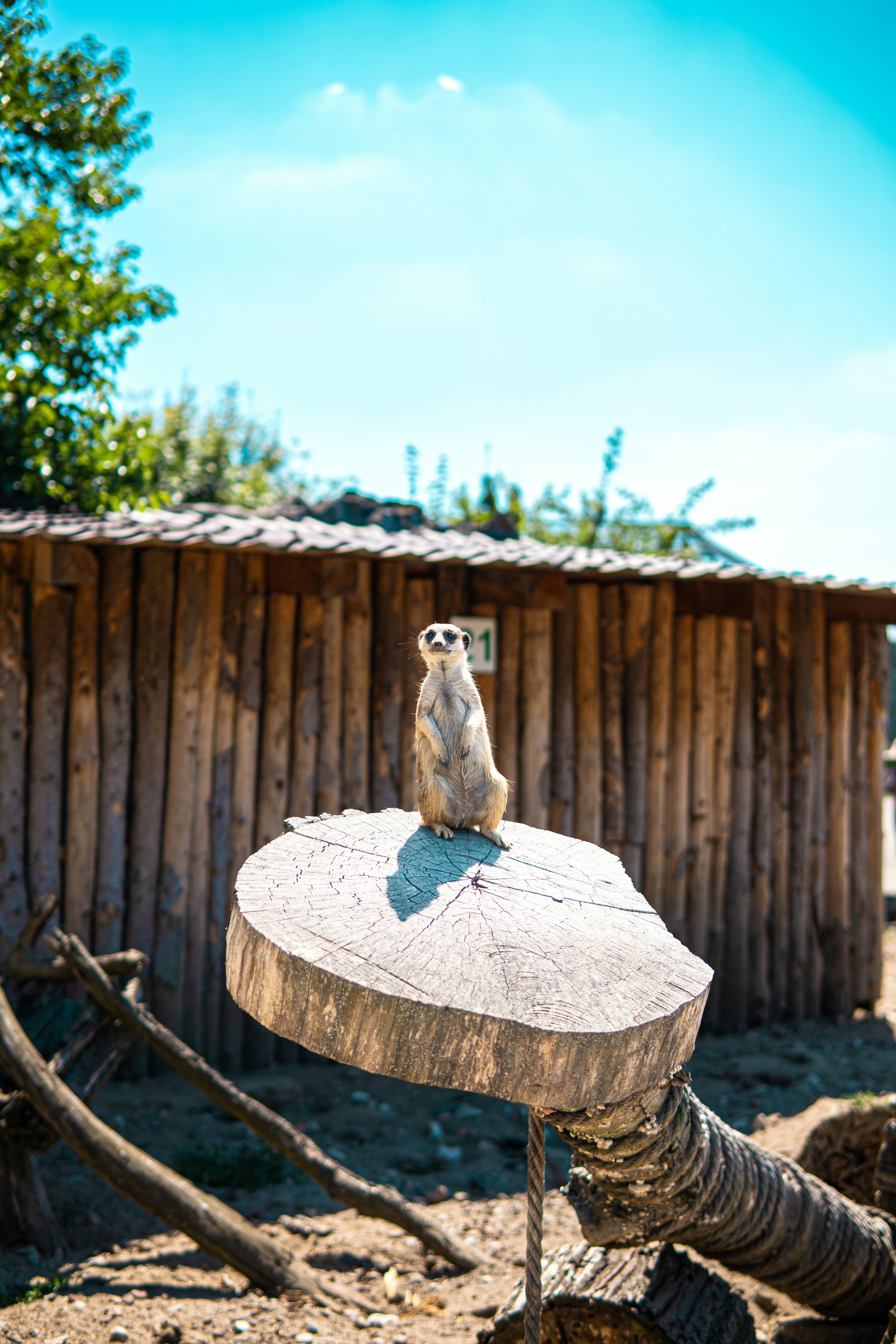 Meerkat on a Weathered Log Sentinel