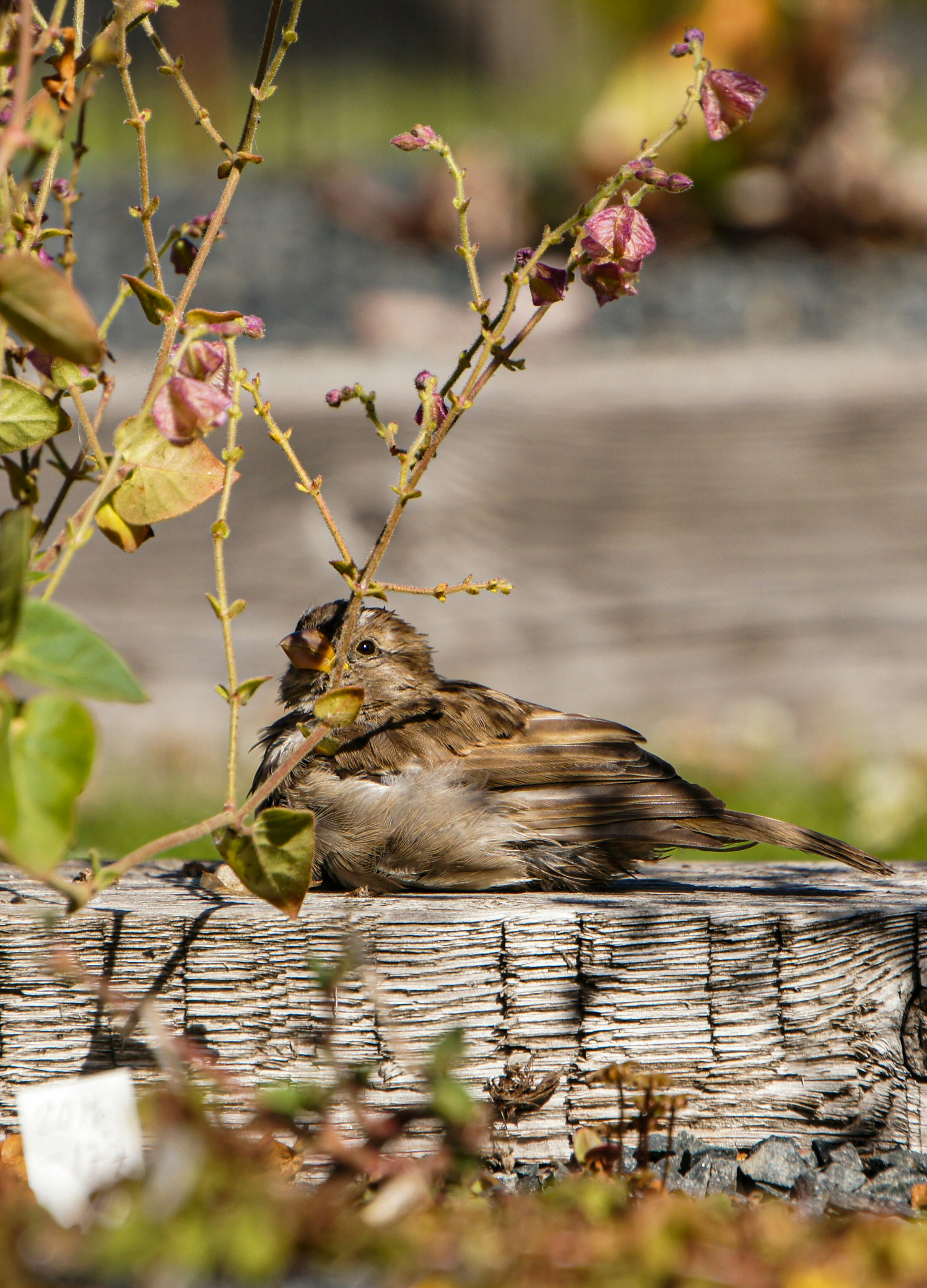 Nestled on a reclaimed log: a tiny sparrow pauses amid autumn amber