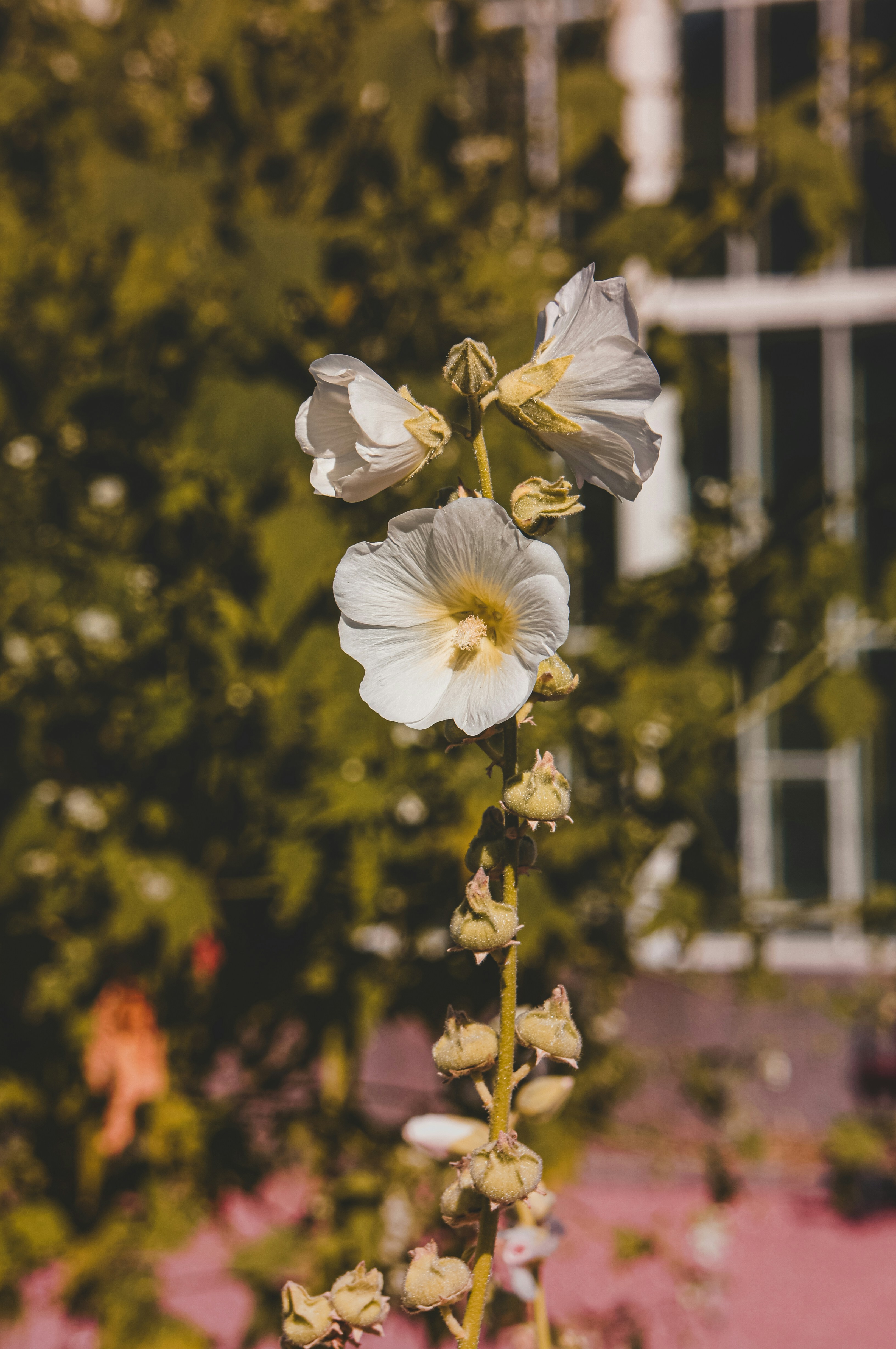 White hollyhock blossom along a vertical stem with buds, set against a softly blurred urban garden background.