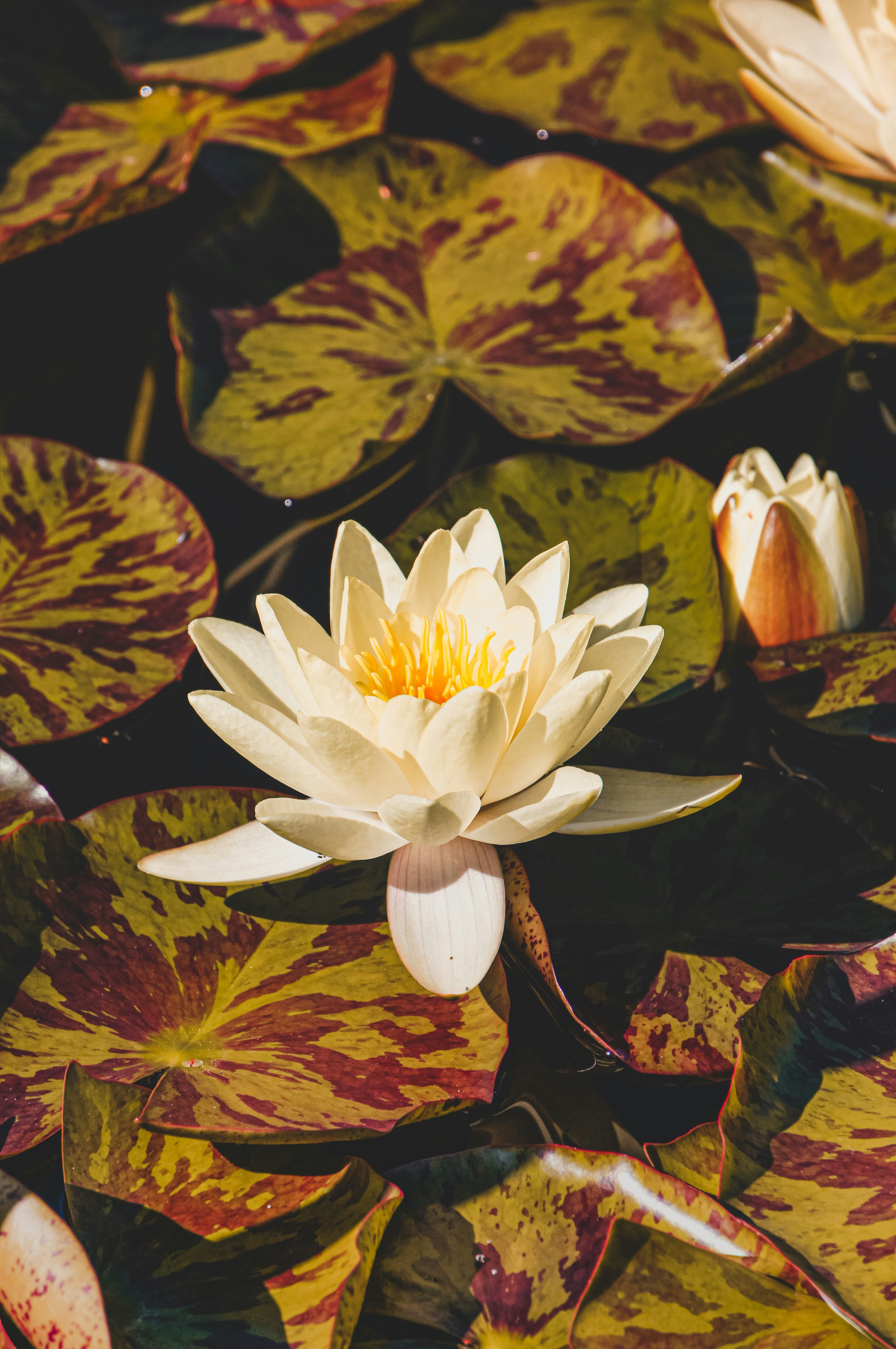 Blooming Lotus in Quiet Light