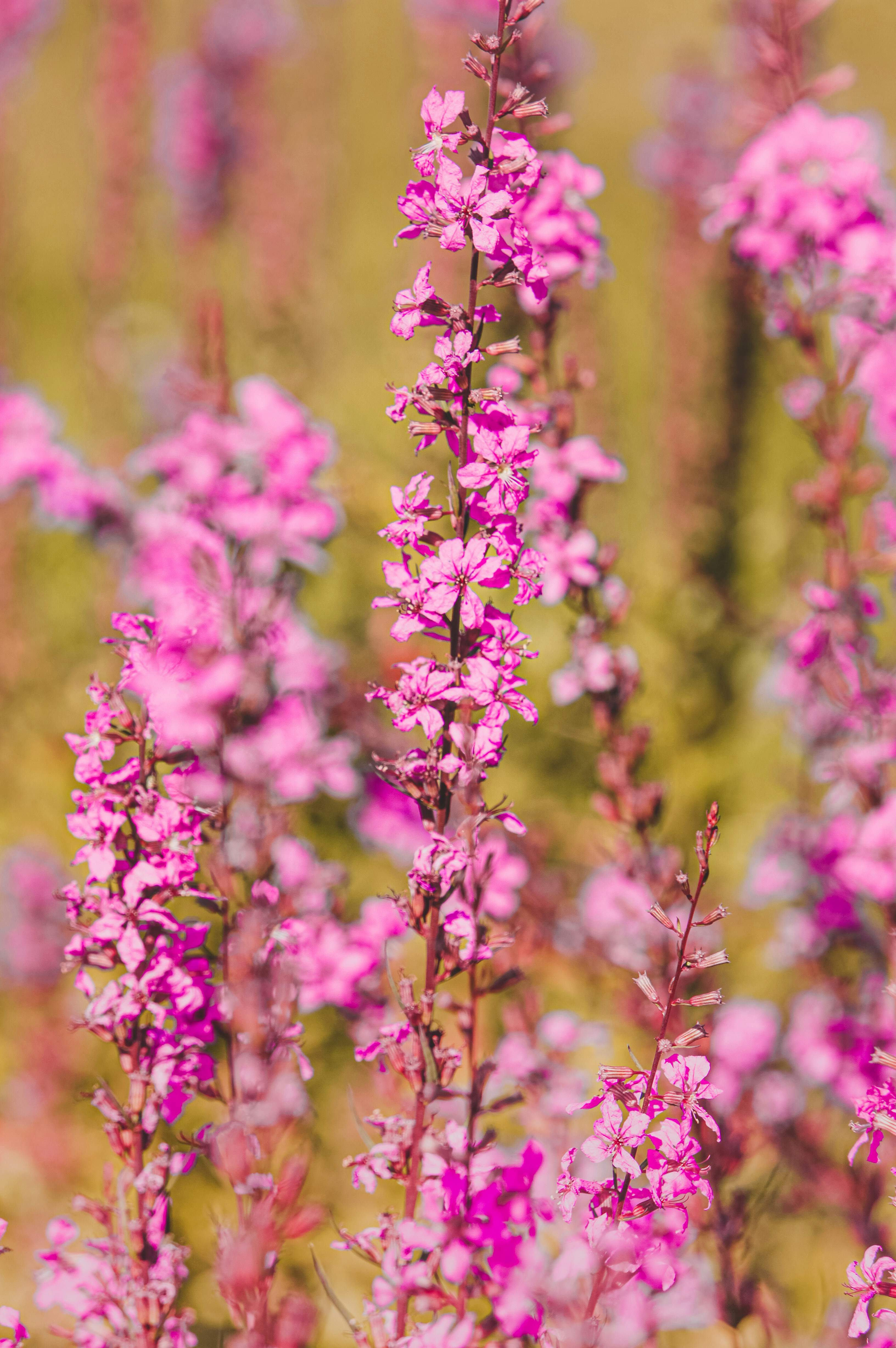 Un champ plein de fleurs roses par une journée ensoleillée photo ...