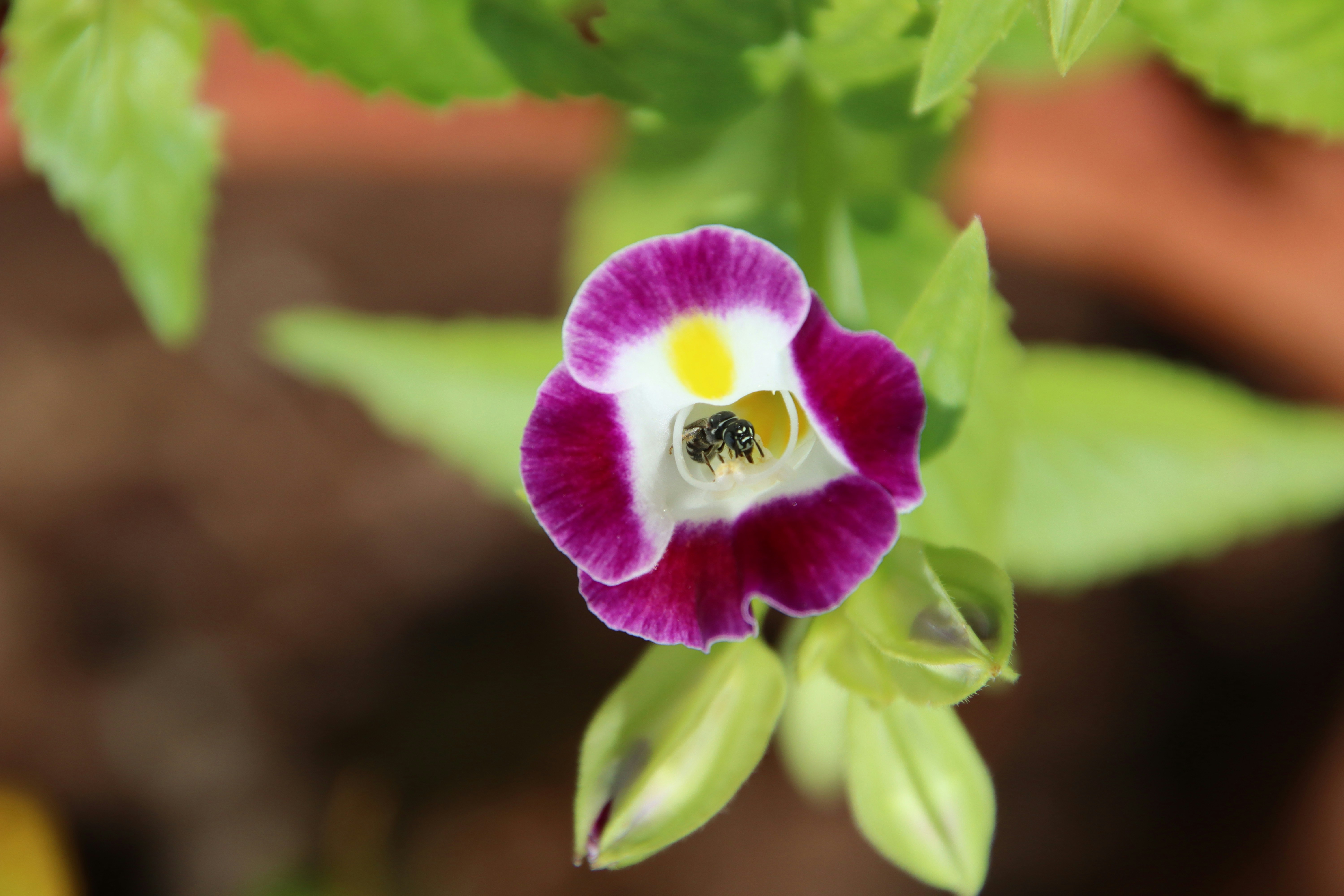 Velvet Cupflower: Bee at the Heart of a Purple-White Bloom