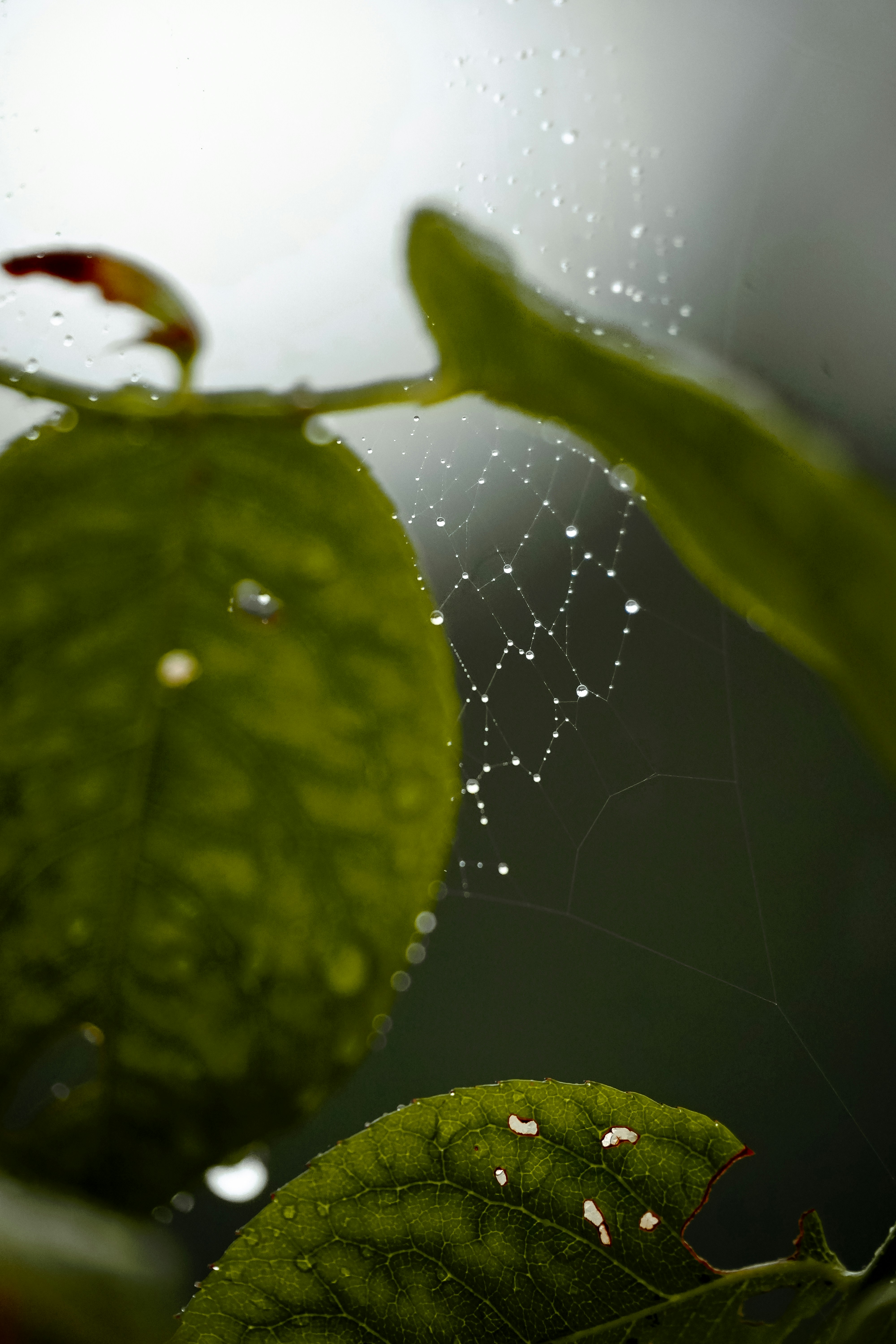 Morning Dew Weaves a Spider Web Between Leaves