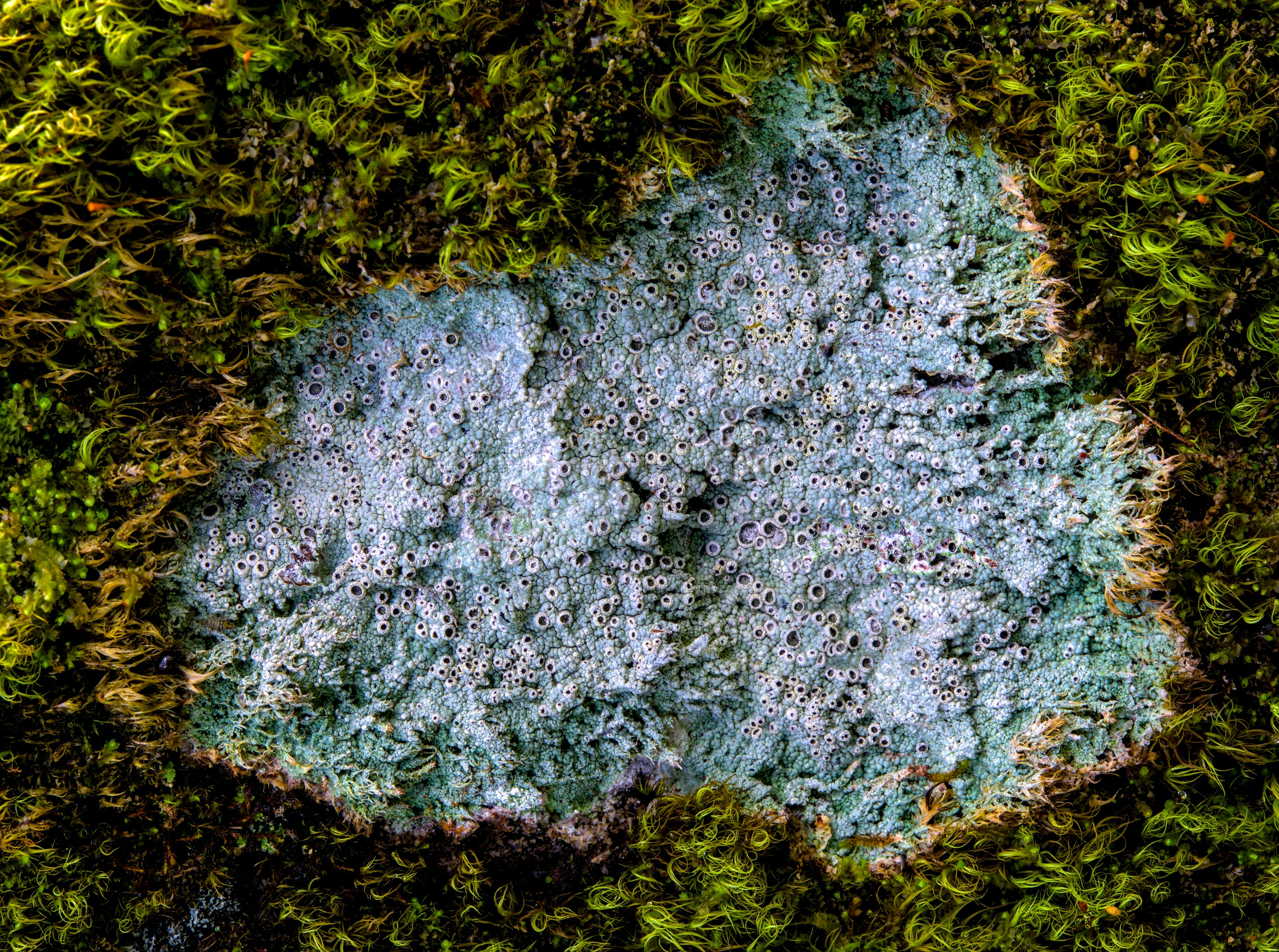 Blue-Grey Lichen Patch Framed by Emerald Moss