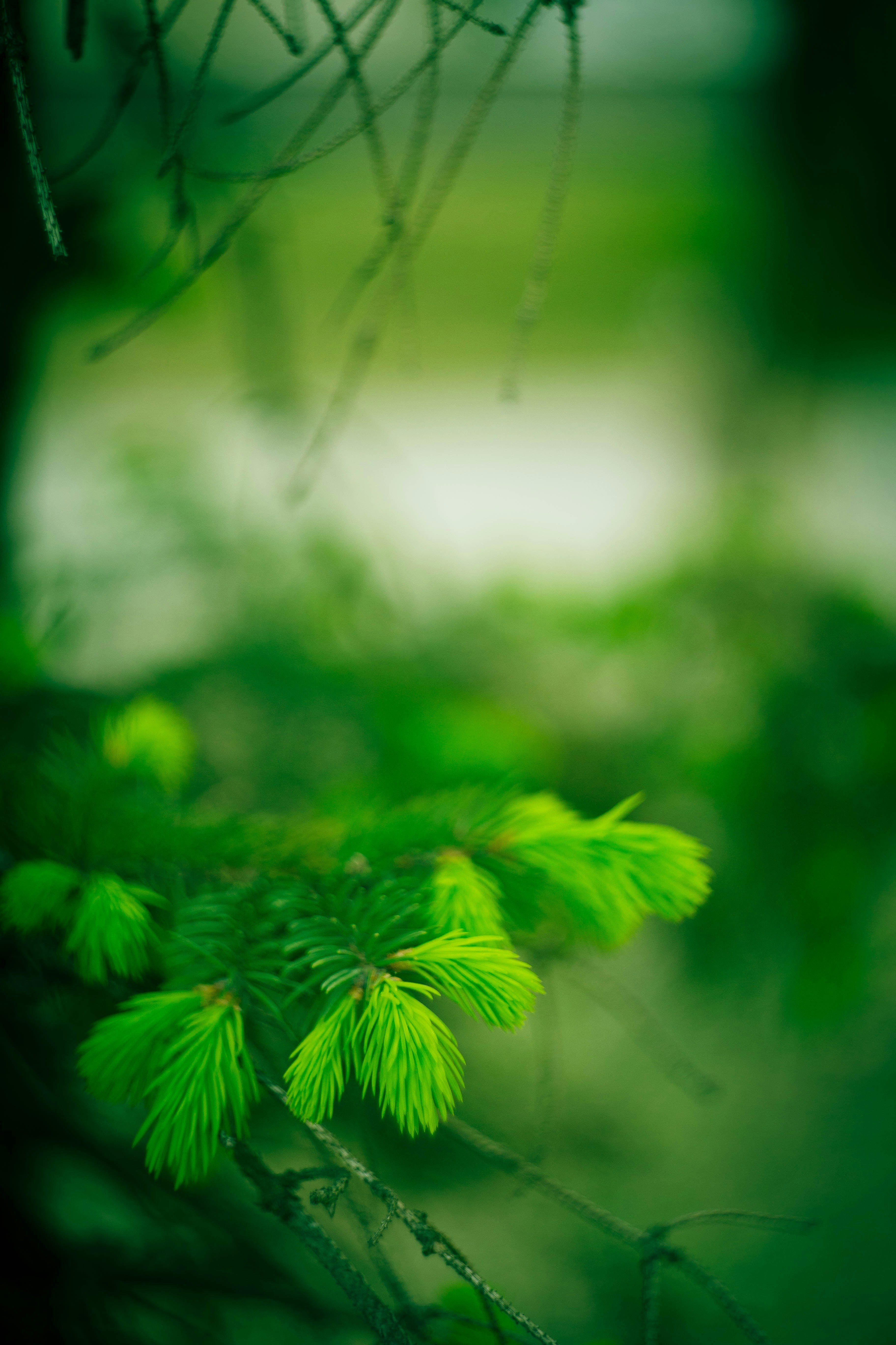 Emerald Drift Through a Soft-Focused Green Veil