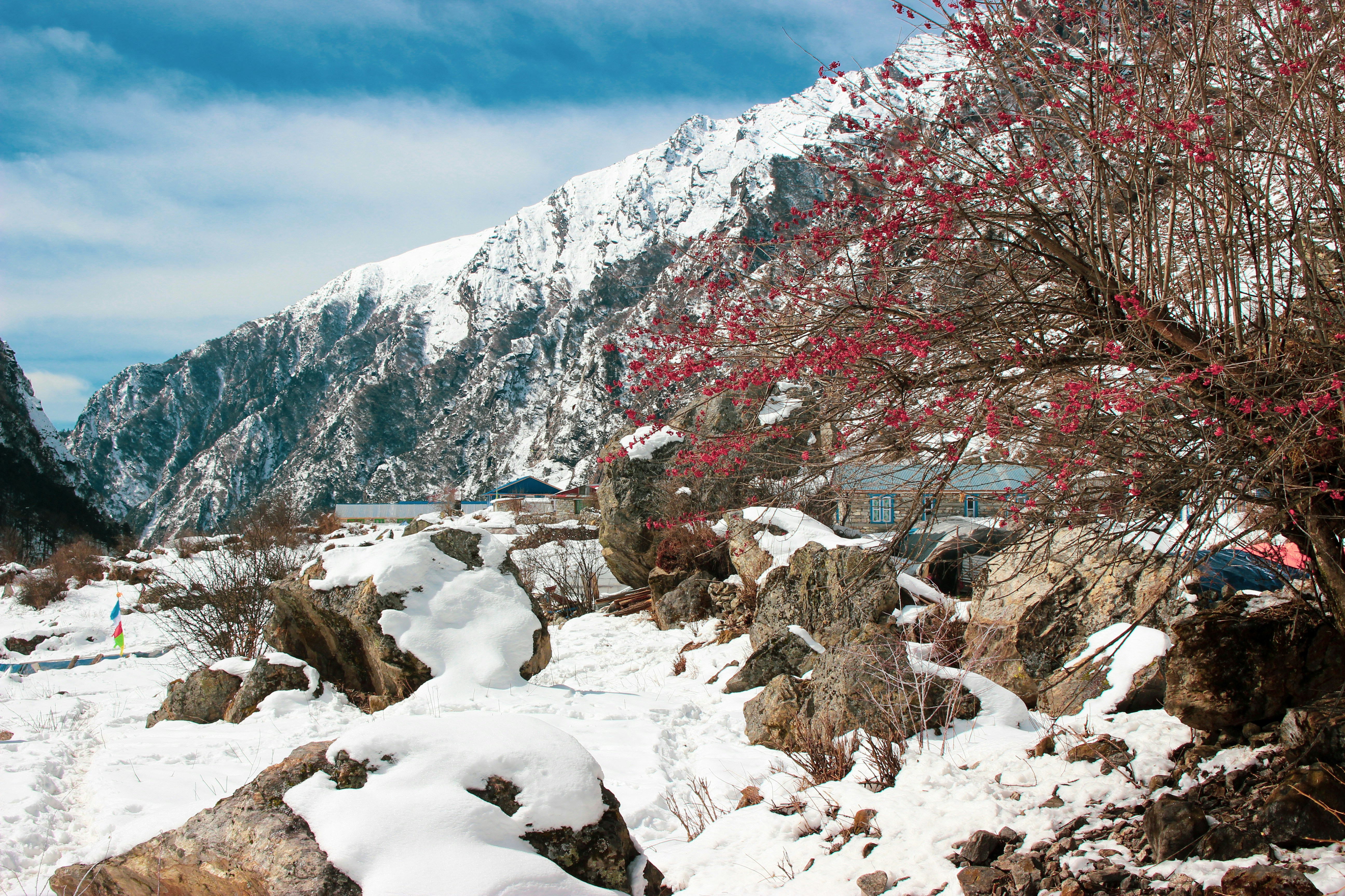 Una montaña cubierta de nieve con árboles y rocas en primer plano foto ...