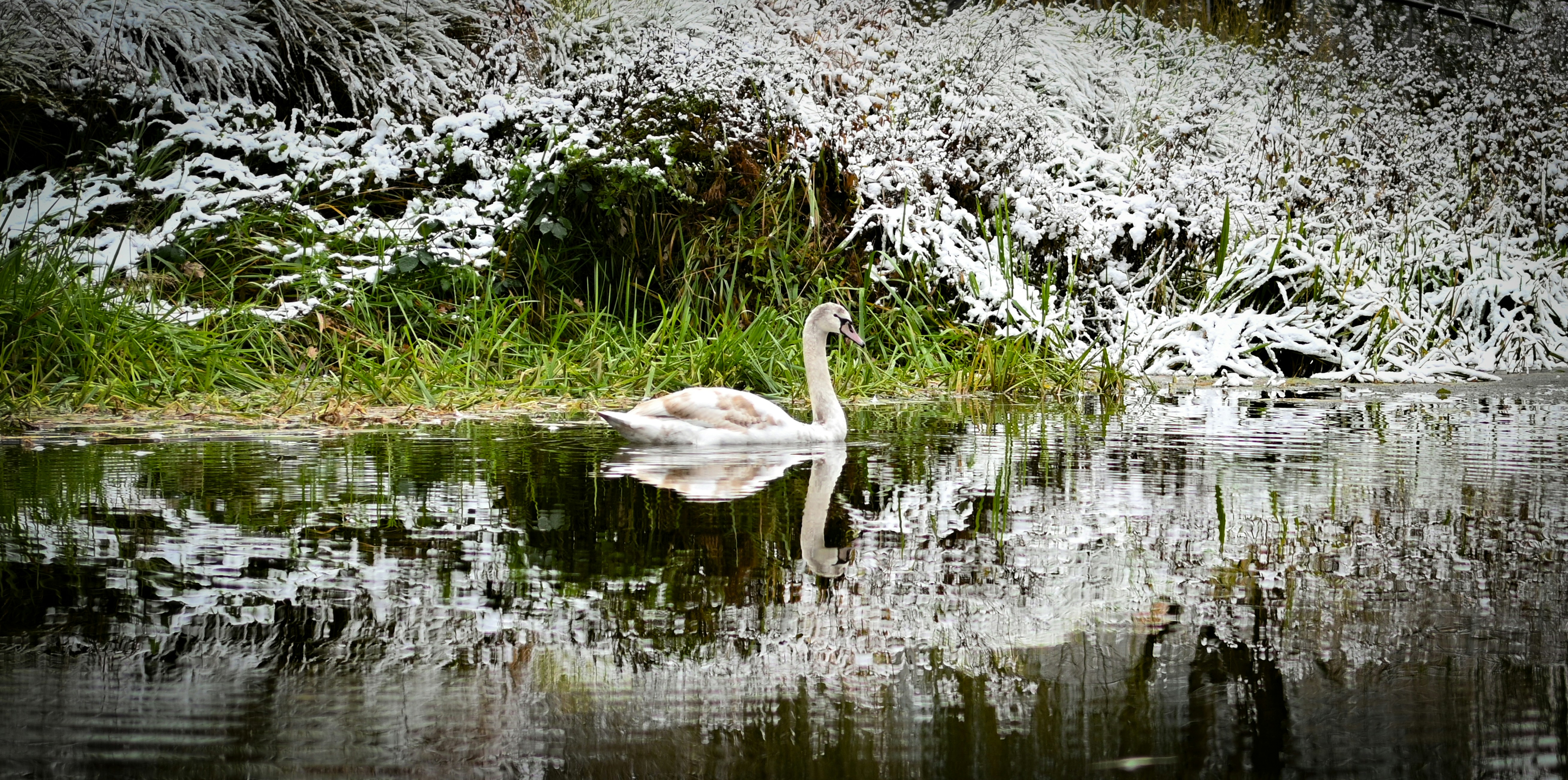 Winter's Mirror: Swan at the Snow-Dusted Shore