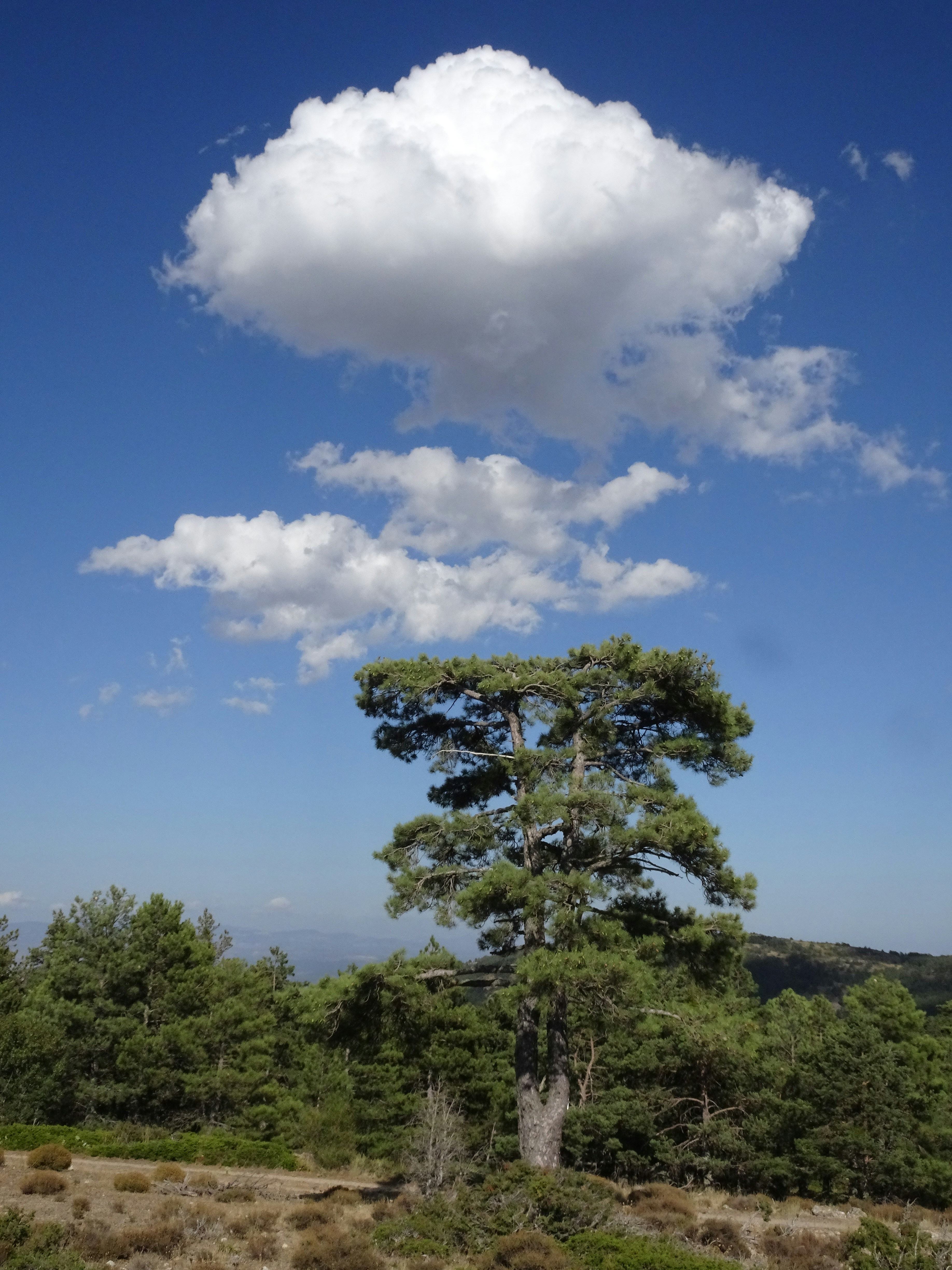 Lone pine stands tall on a moorland hillside beneath a bright blue sky dotted with clouds. This landscape photograph captures wide-open terrain and natural light.
