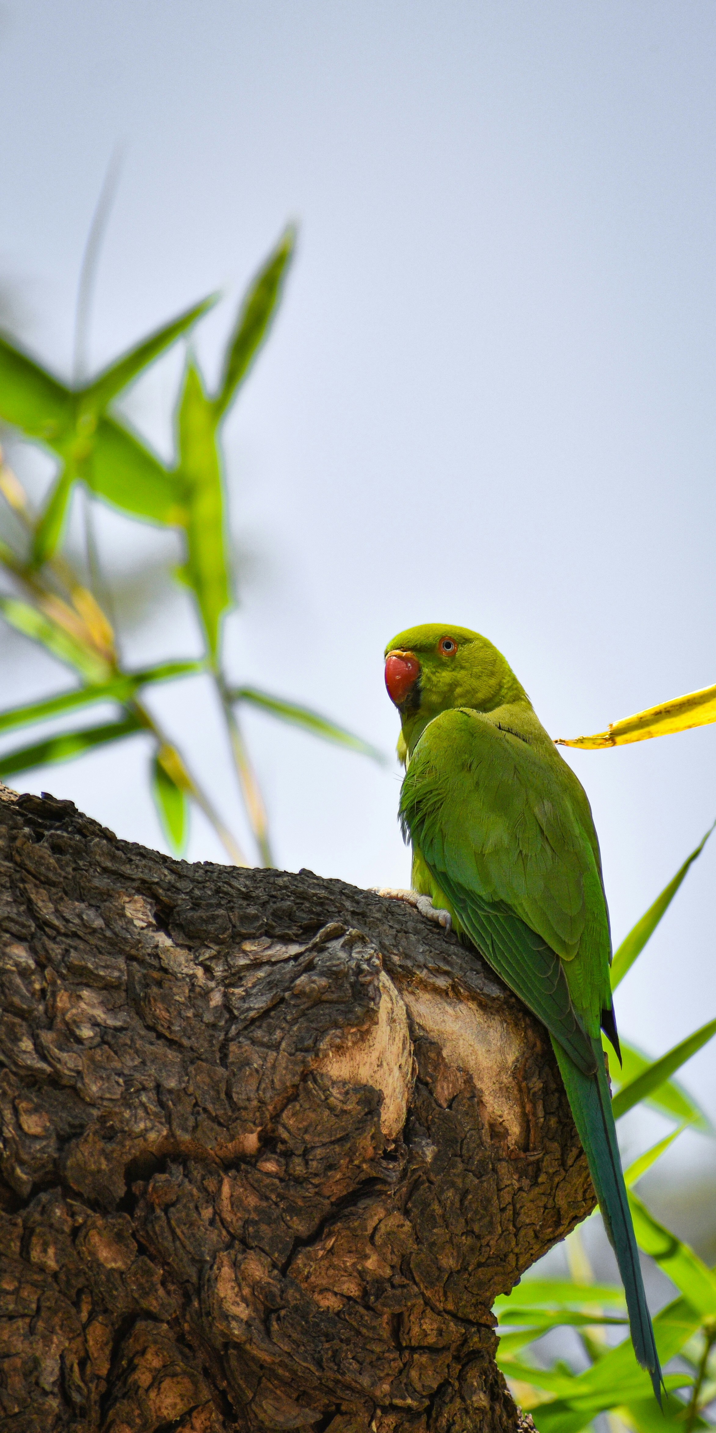 A green parrot sitting on a tree branch photo – Free Tamil nadu Image ...