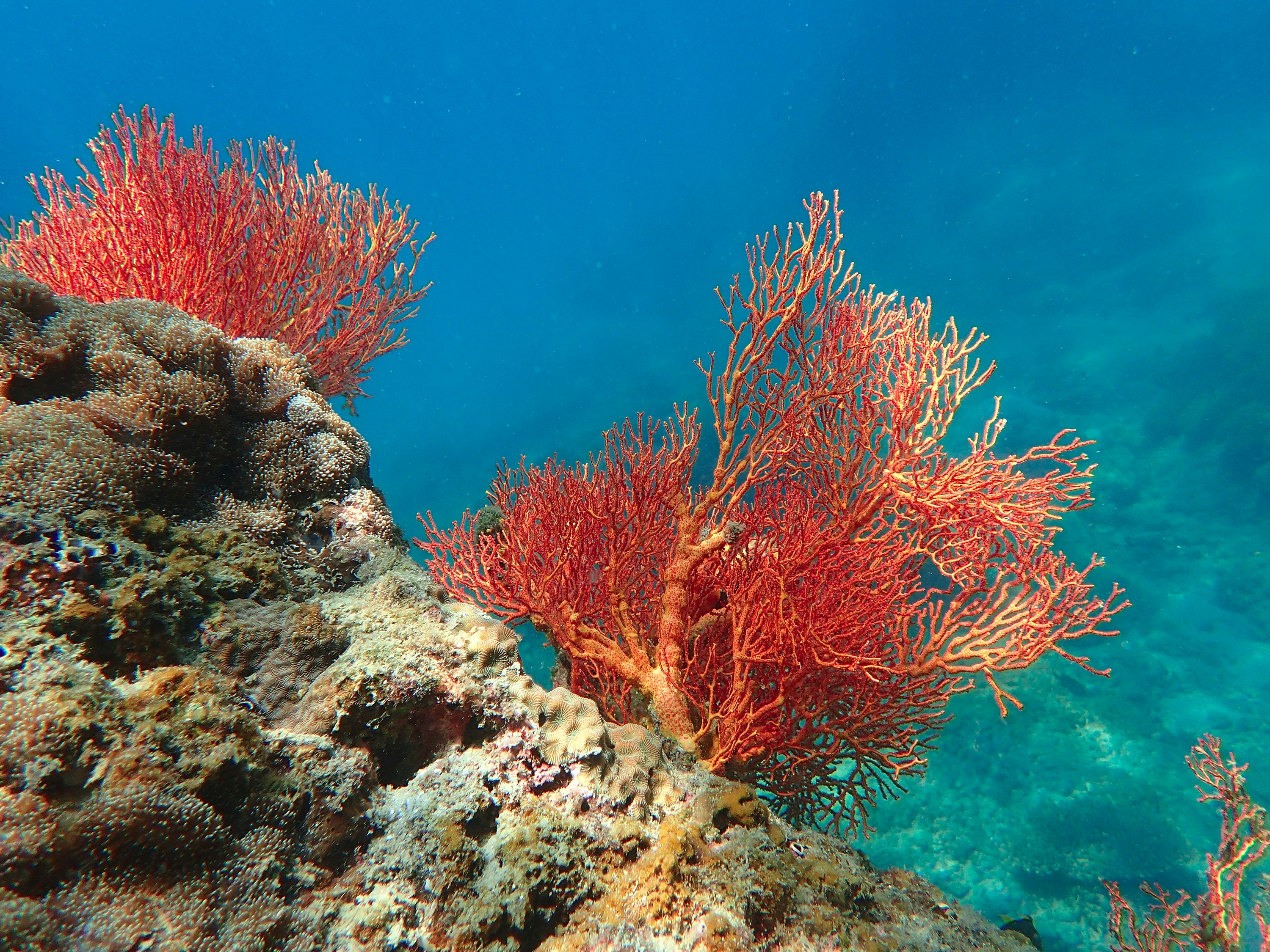A couple of red sea fans sitting on top of a coral photo – Free Coral ...