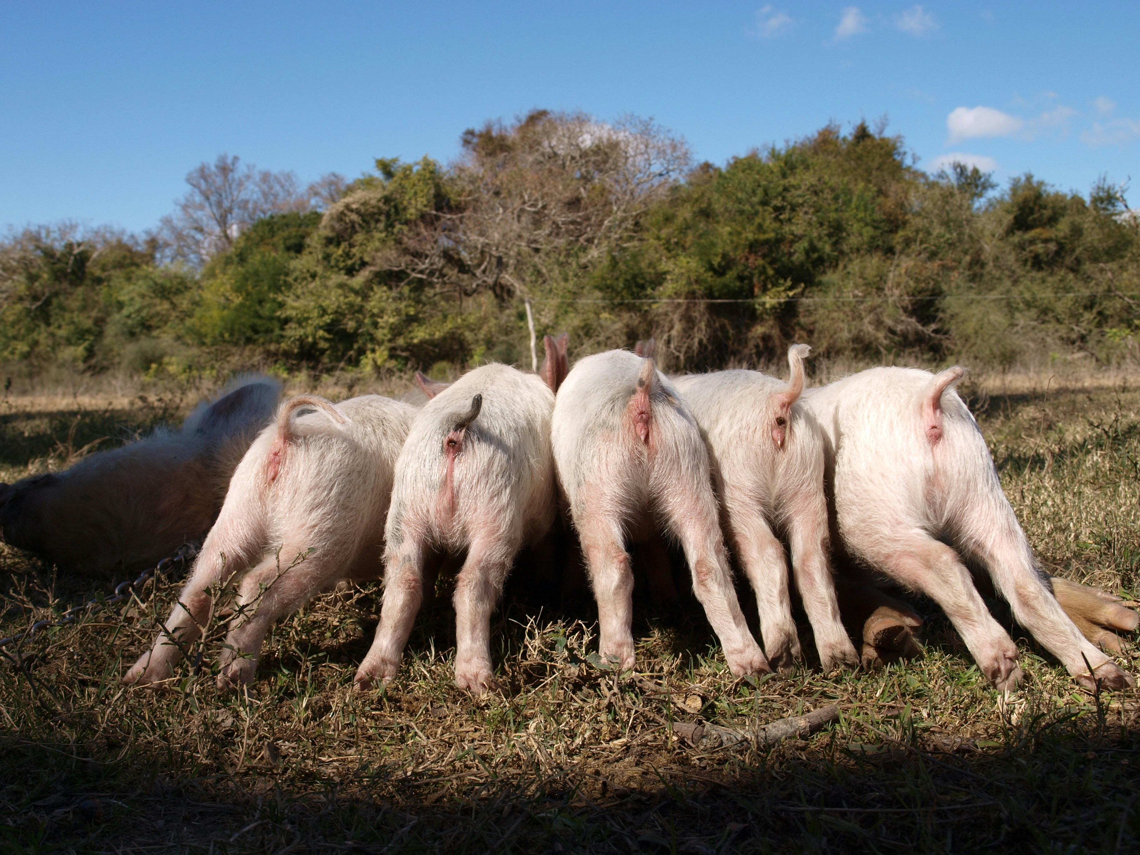 A photograph showing several pigs lying with their hindquarters toward the camera in a sunlit field, with trees and a blue sky in the background.